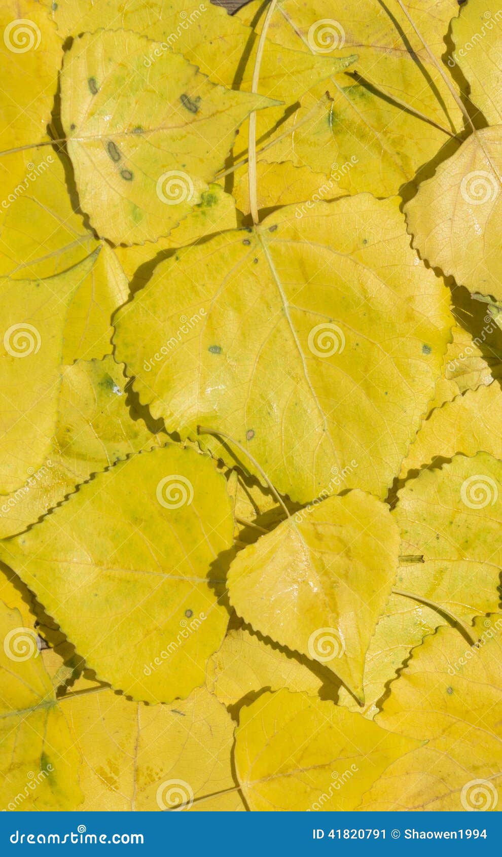 Yellow poplar leaves stock image. Image of poplar, closeup - 41820791