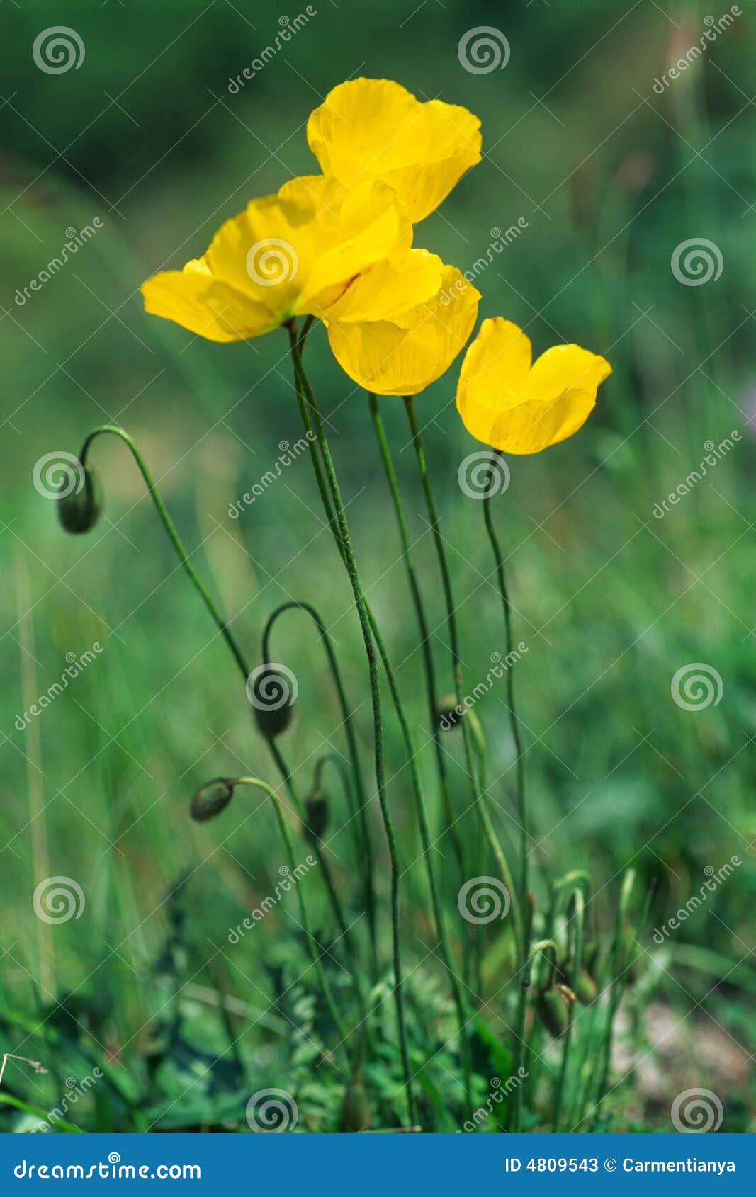 Yellow poppies stock image. Image of drug, opium, freedom - 4809543