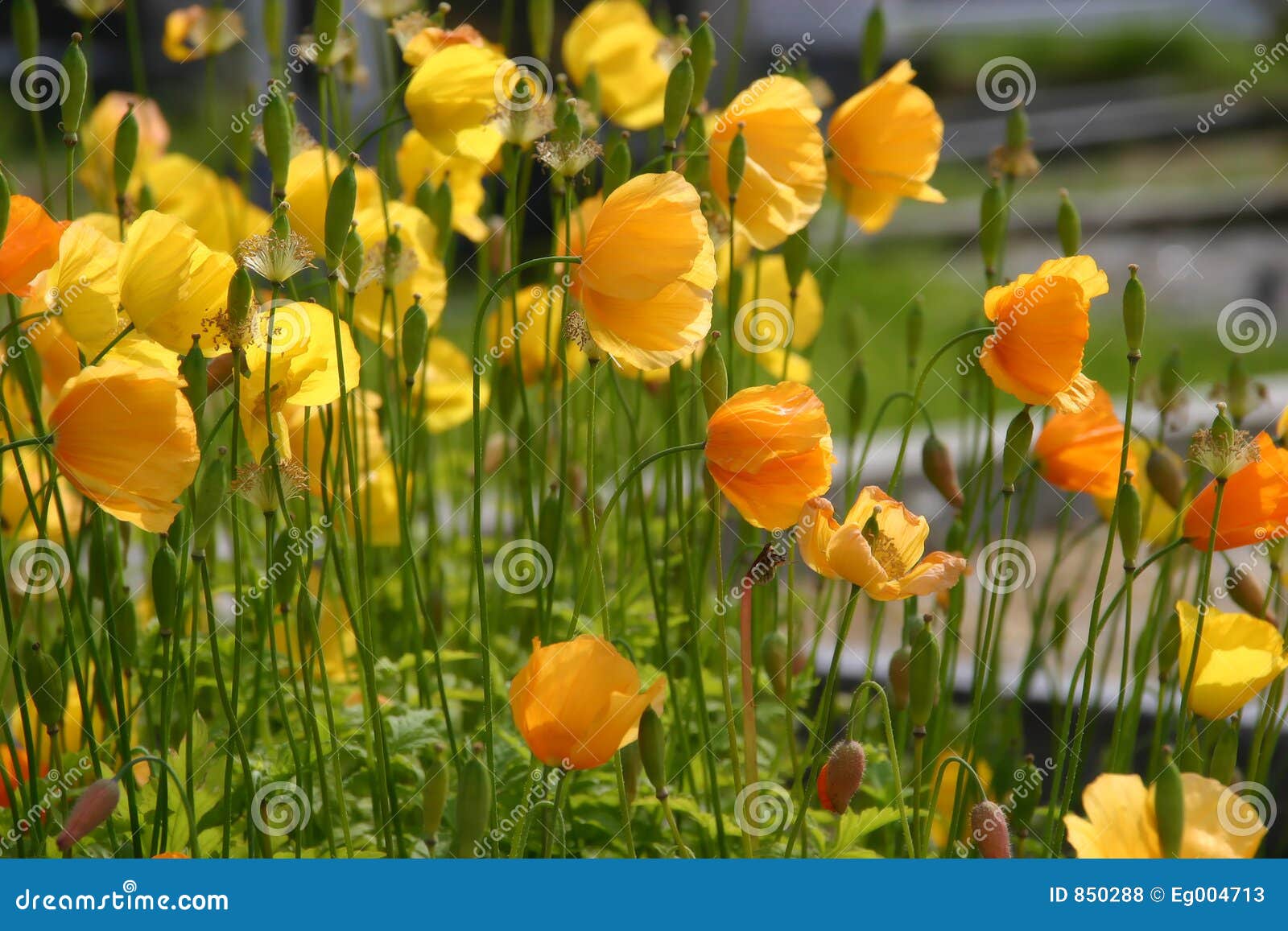 Yellow Poppies stock photo. Image of slope, orange, streak - 850288