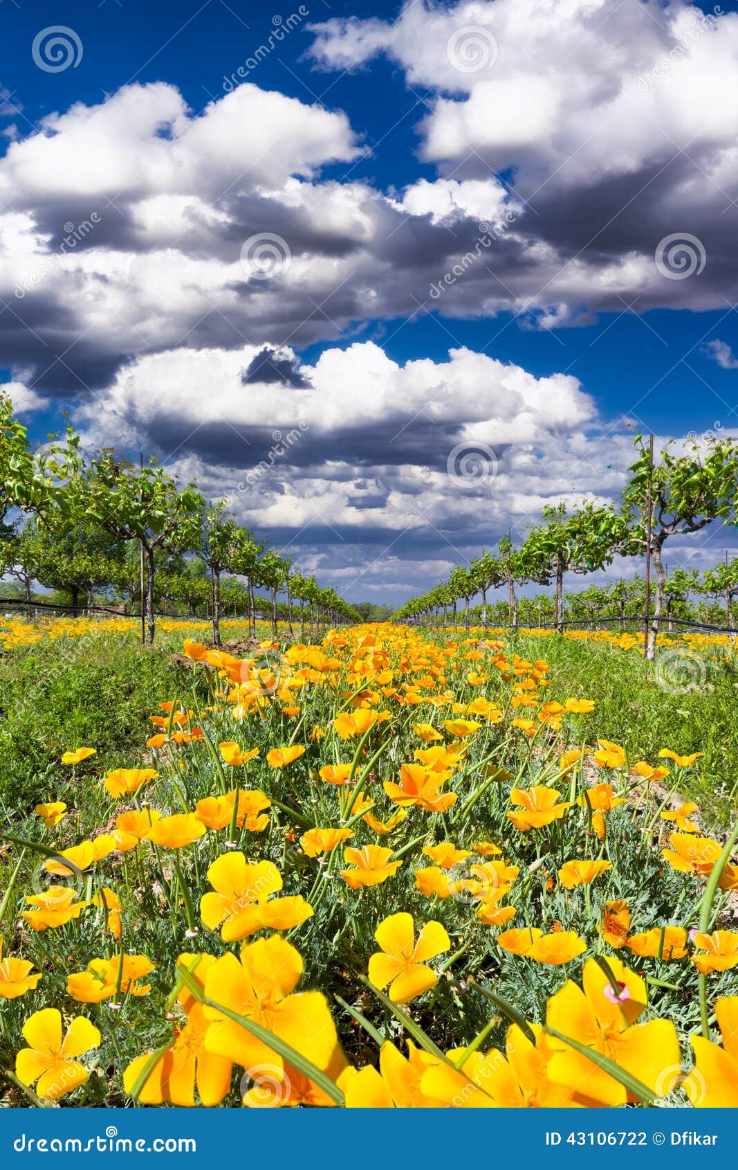 Yellow Poppies in a Texas Vineyard Stock Photo - Image of agriculture ...