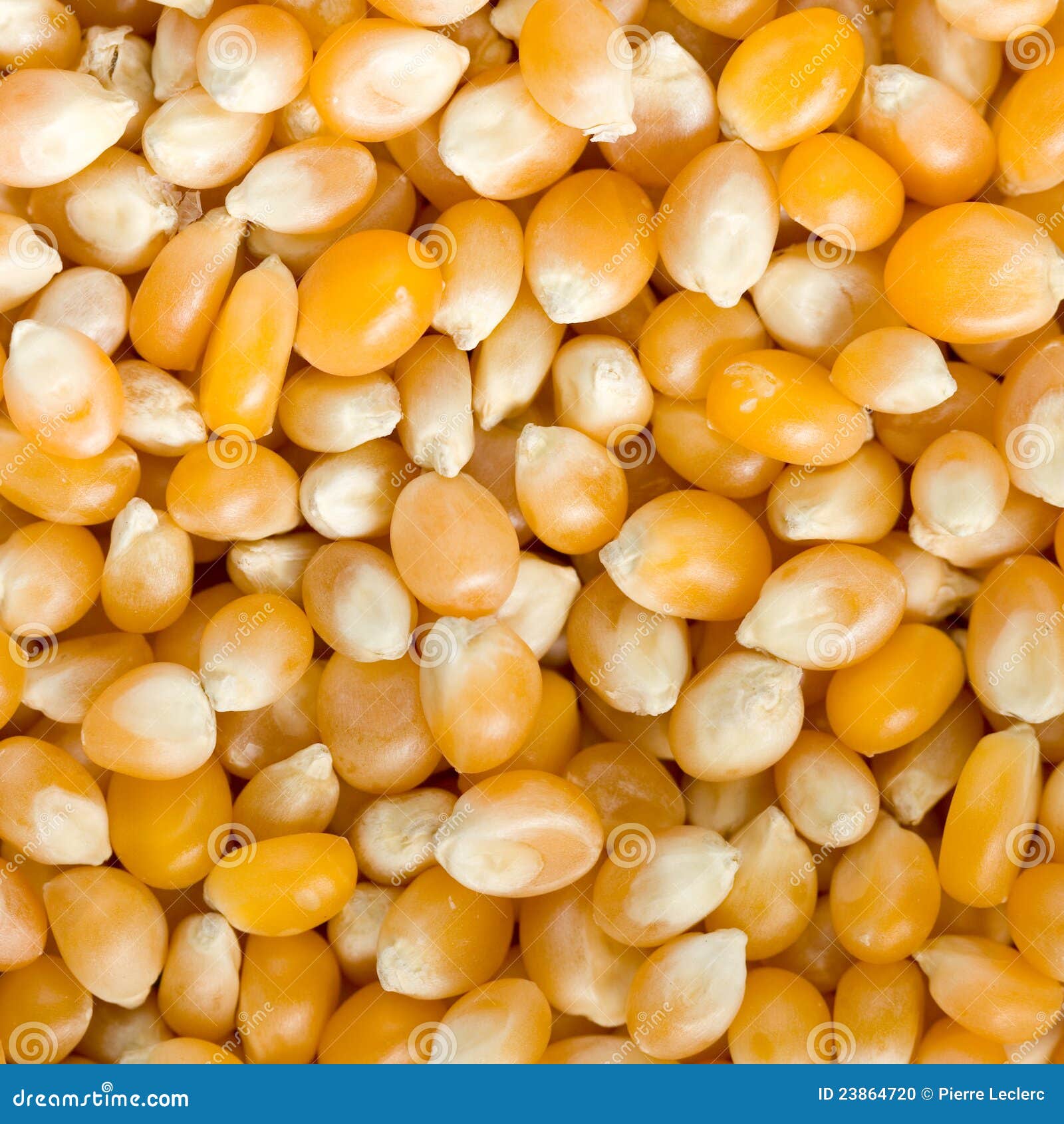 Yellow popping corn stock photo. Image of diet, grain - 23864720