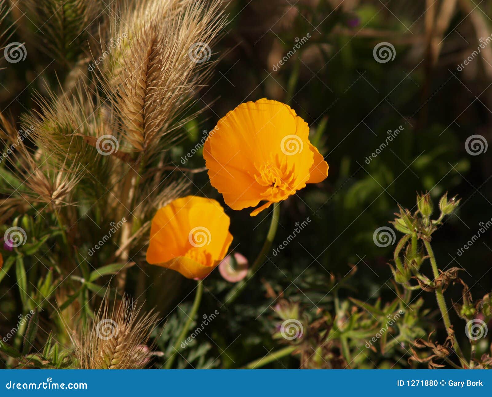 Yellow poppy stock photo. Image of blooming, greenery - 1271880