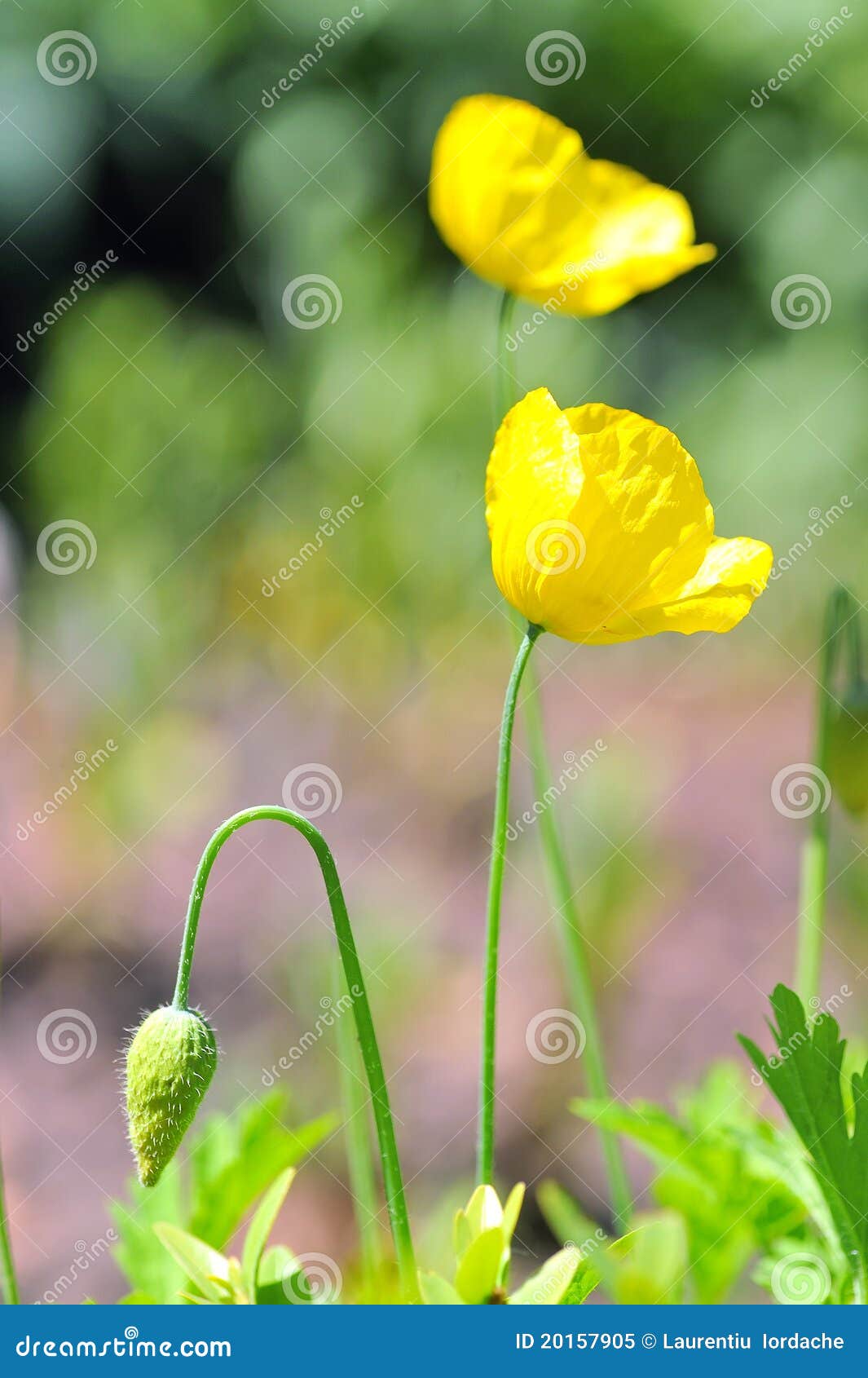 Yellow poppy stock image. Image of arctic, papaveraceae - 20157905