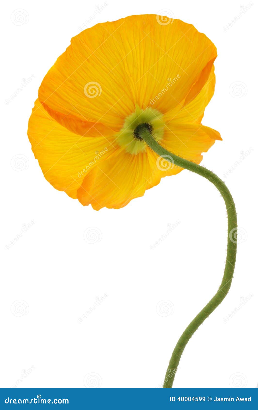 Yellow Poppy Backside Isolated on White Stock Image - Image of bloom ...