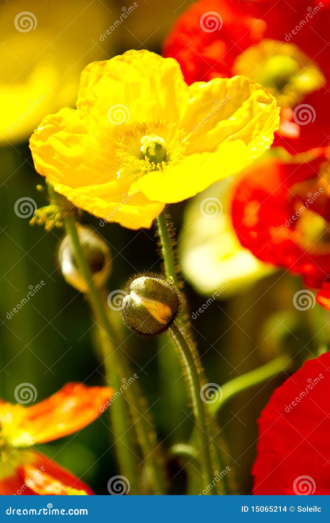 Yellow poppy flower stock photo. Image of blur, gardening - 15065214