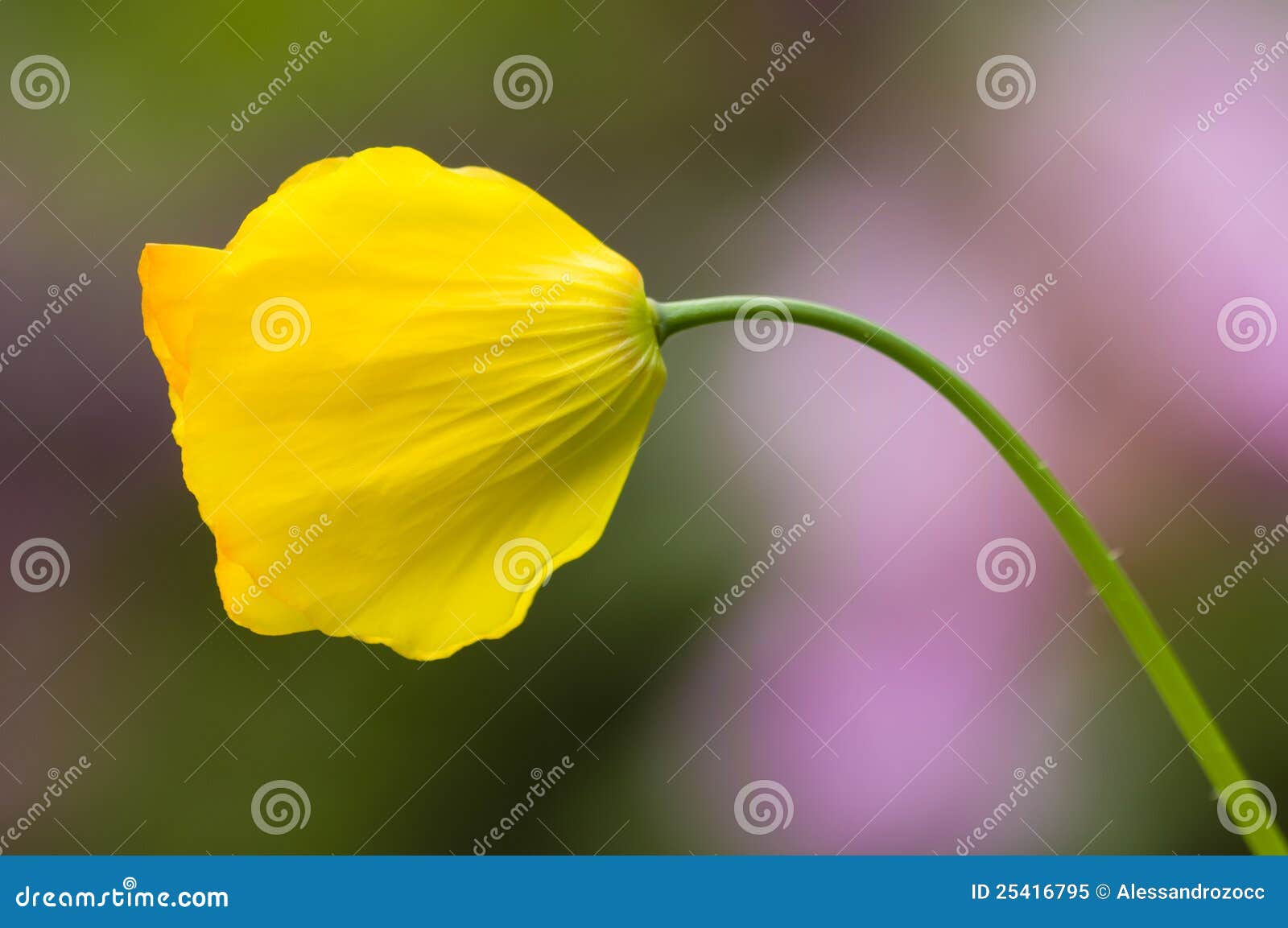 Yellow Poppy flower stock image. Image of summer, spring - 25416795