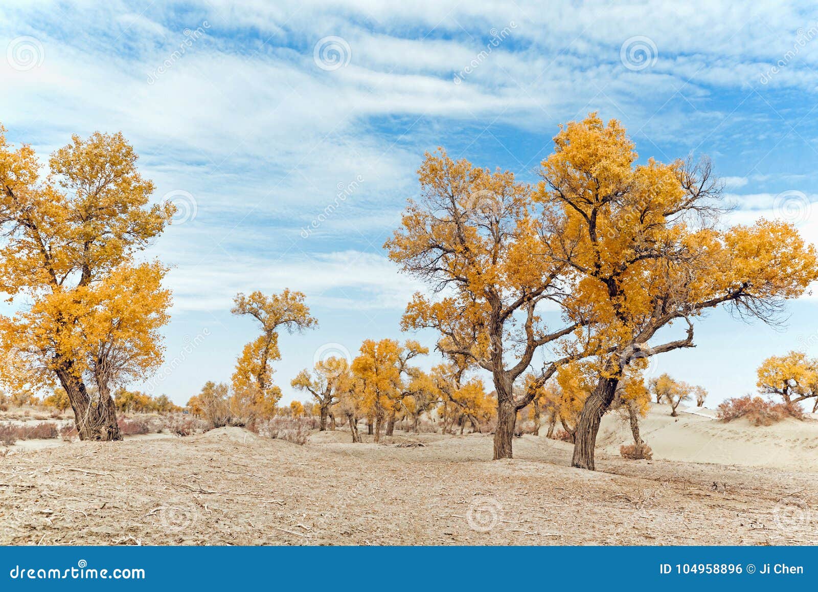 Yellow Populus Euphratica Forest in Autumn Stock Photo - Image of ...