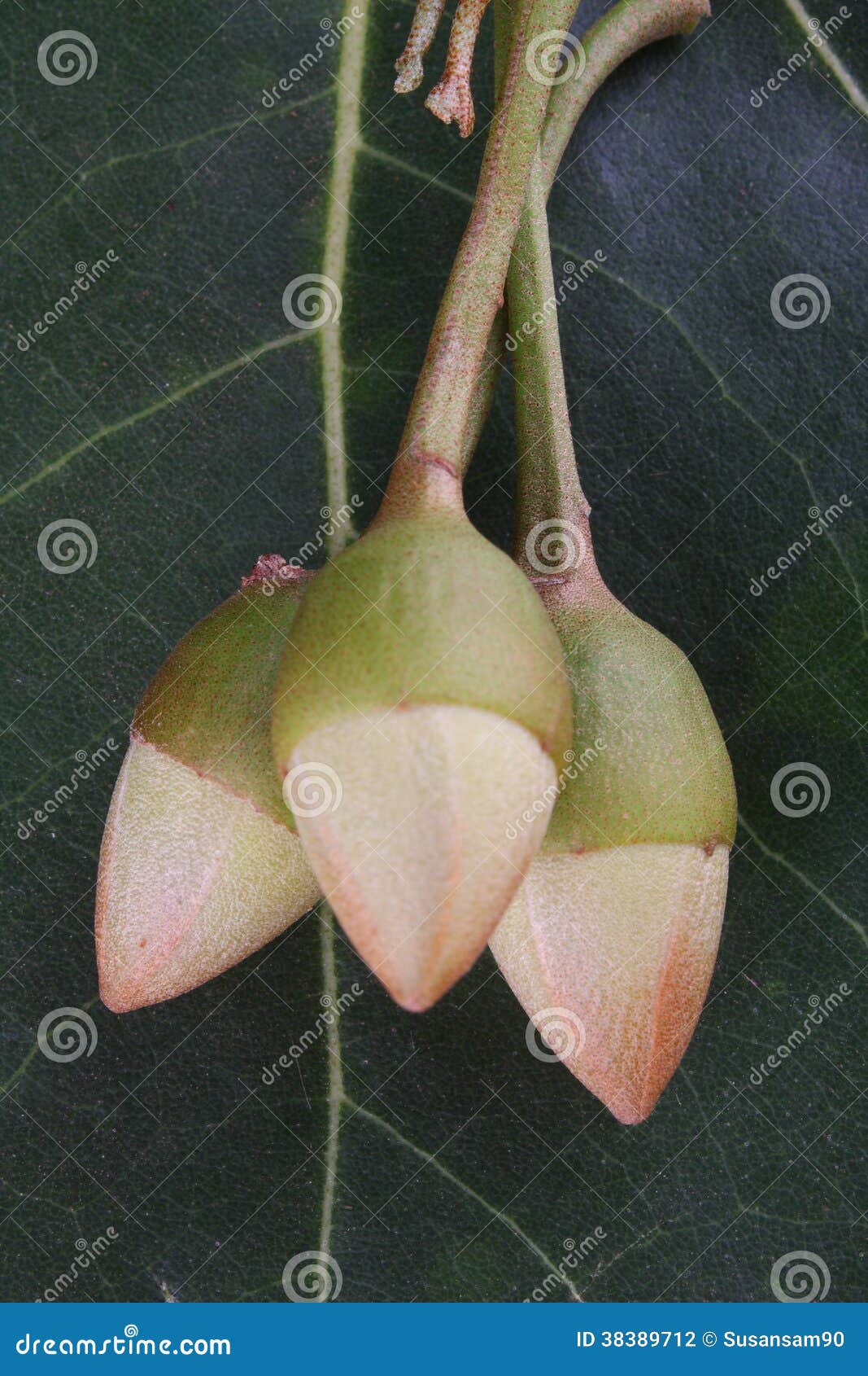 Yellow Portia Flower Blossoms Stock Photo - Image of tree, thai: 38389712
