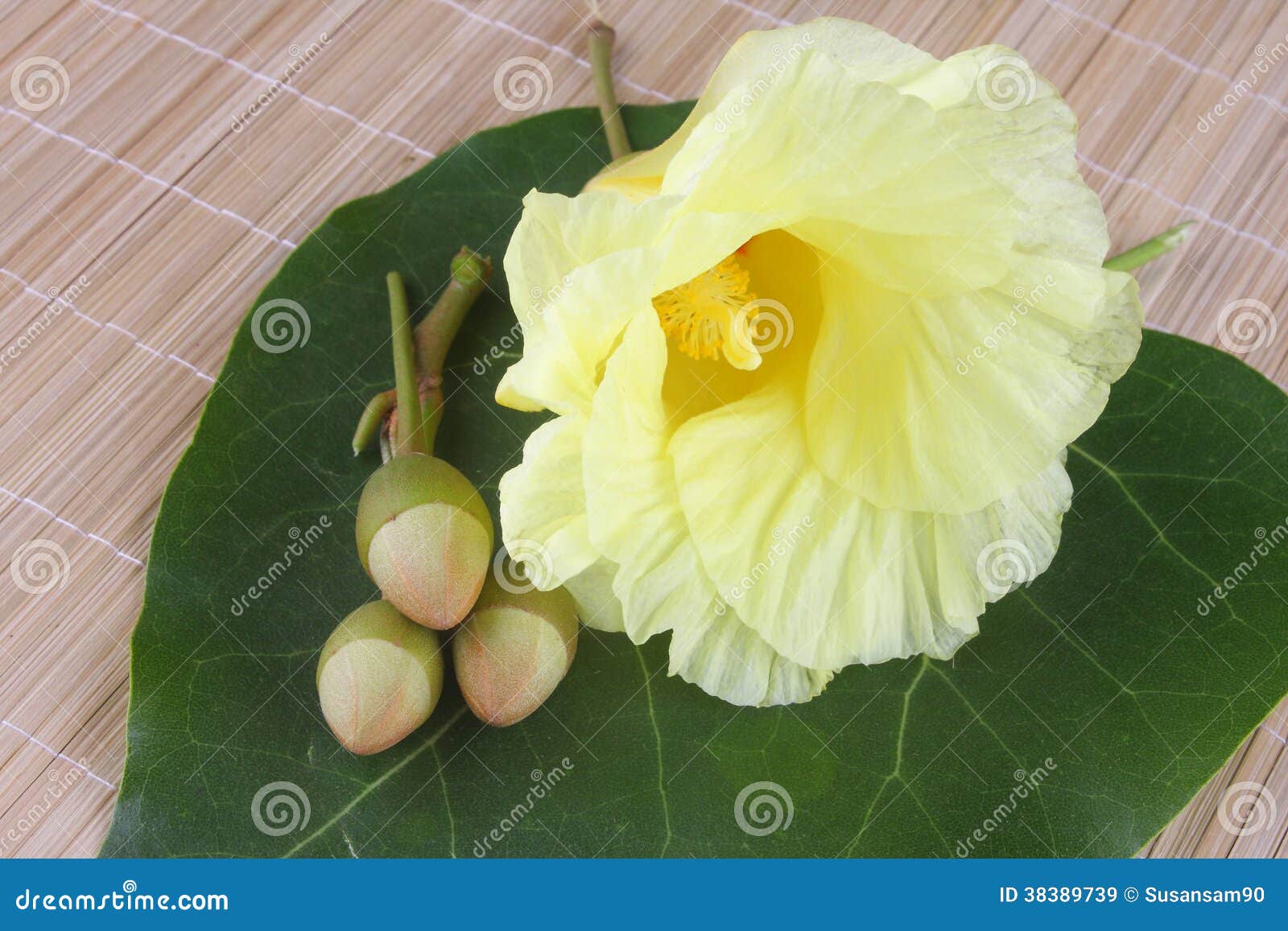 Yellow Portia Flower Blossoms Stock Image - Image of flower ...