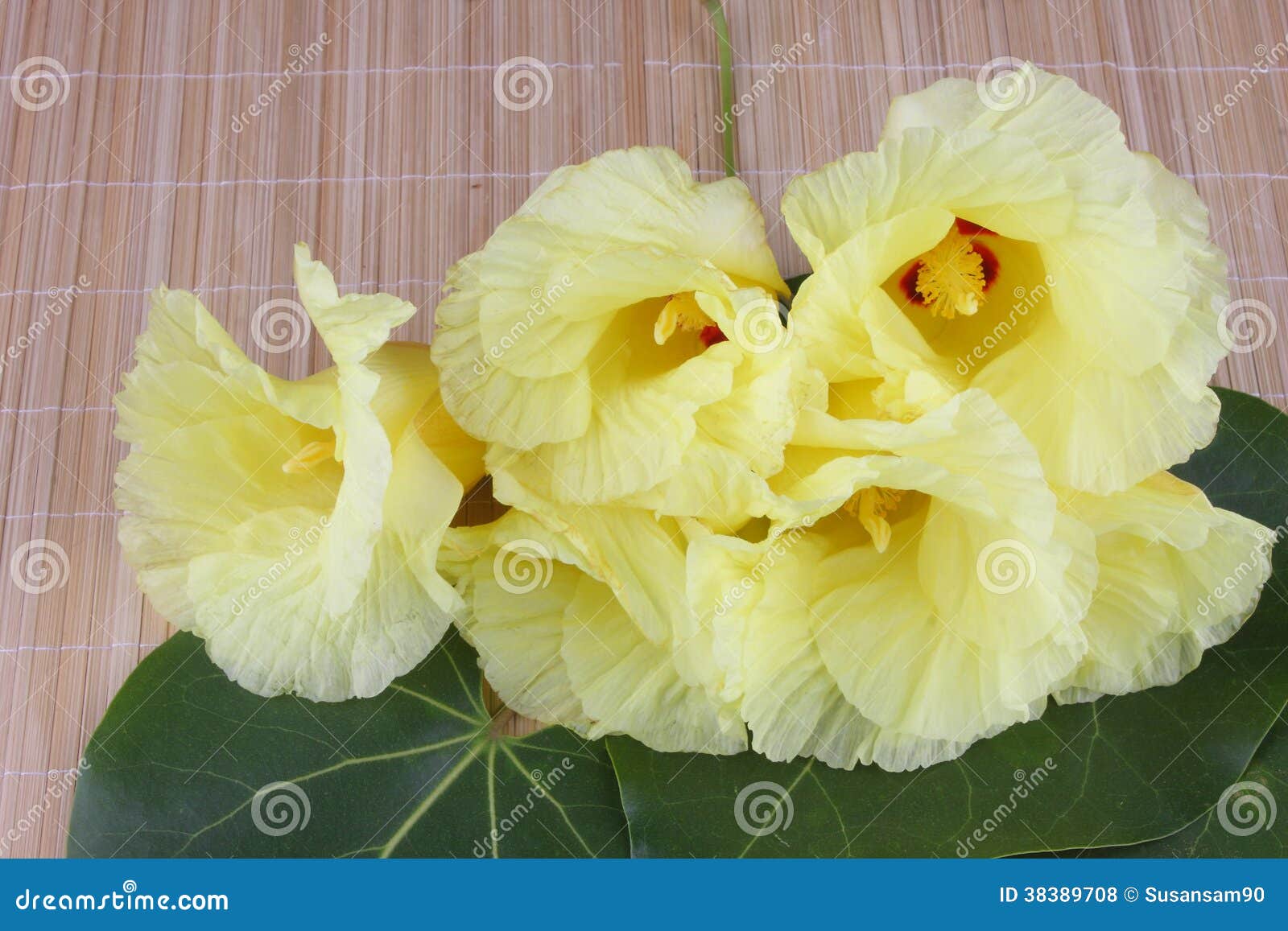Yellow Portia flower stock photo. Image of populnea, thai - 38389708