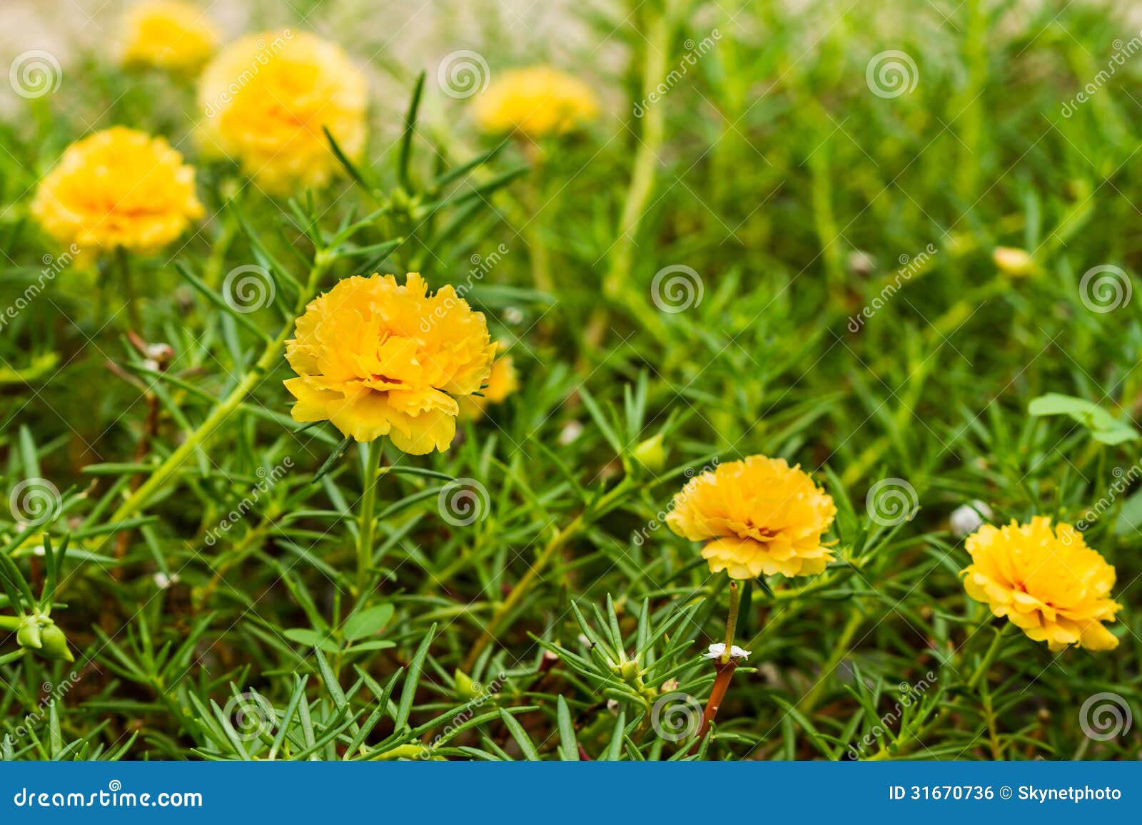 Yellow portulaca flower stock photo. Image of herb, climate - 31670736