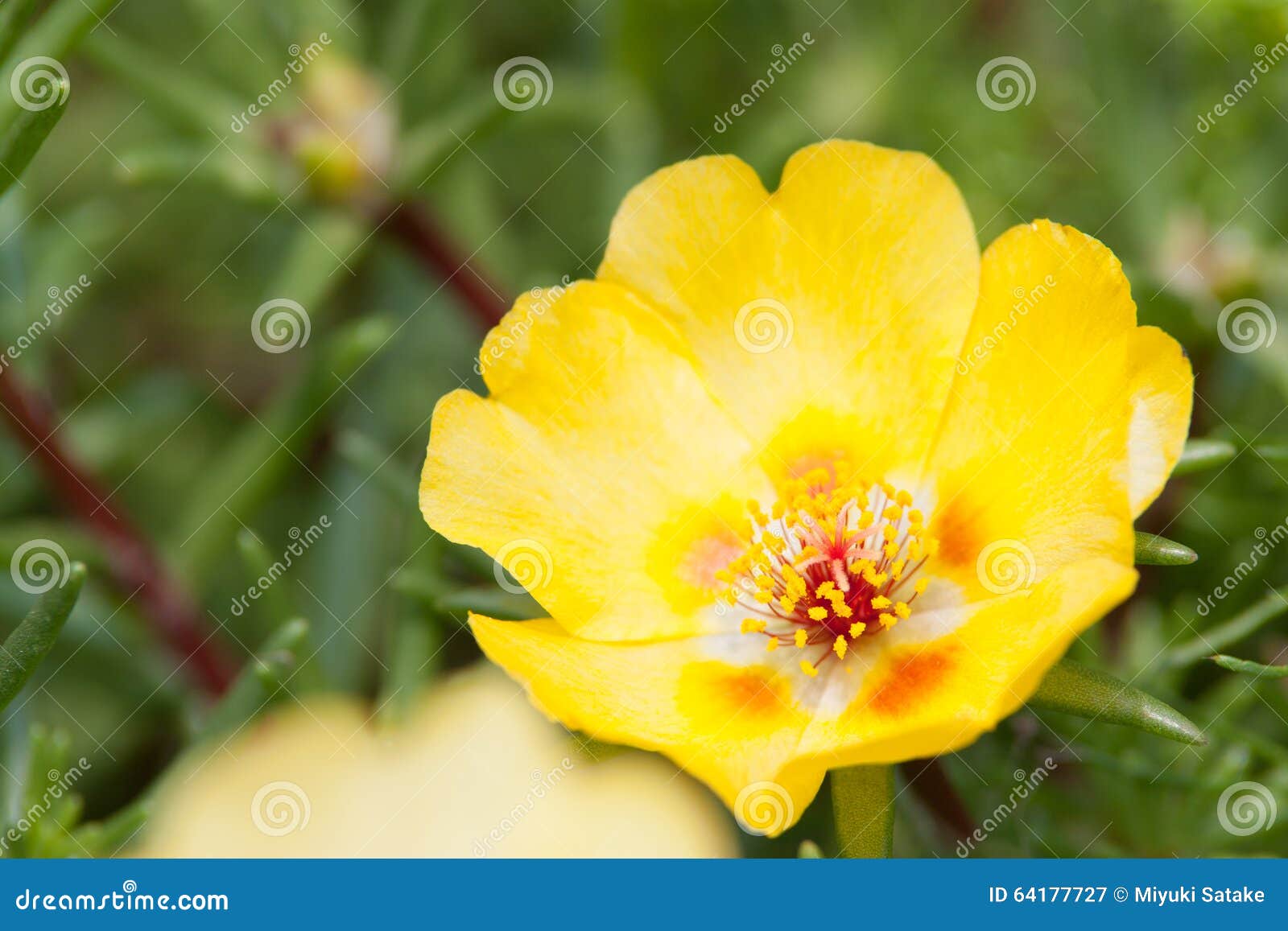 Yellow Portulaca Grandiflora Stock Image - Image of yellow, green: 64177727