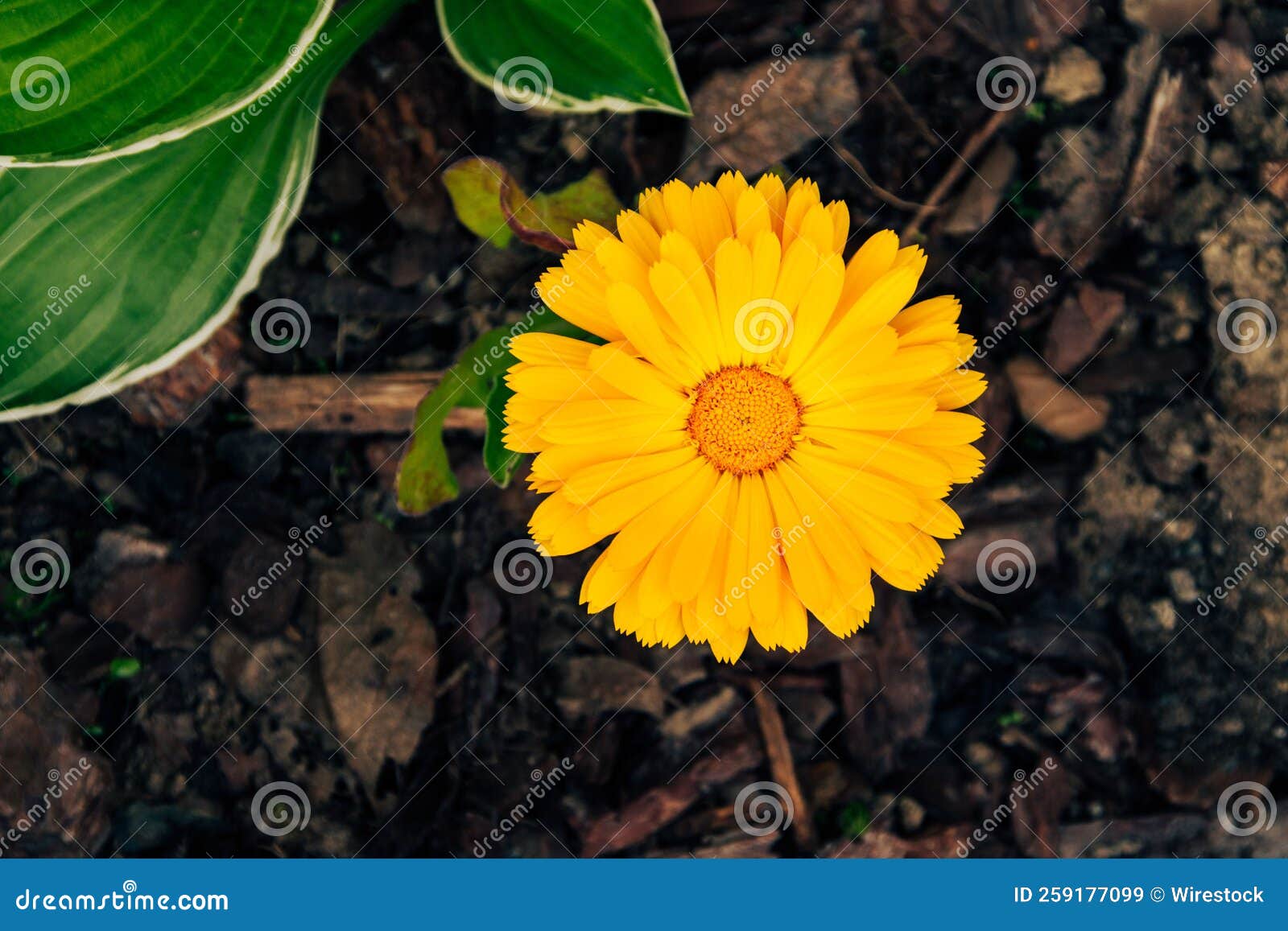 Yellow pot marigold stock image. Image of asteraceae - 259177099