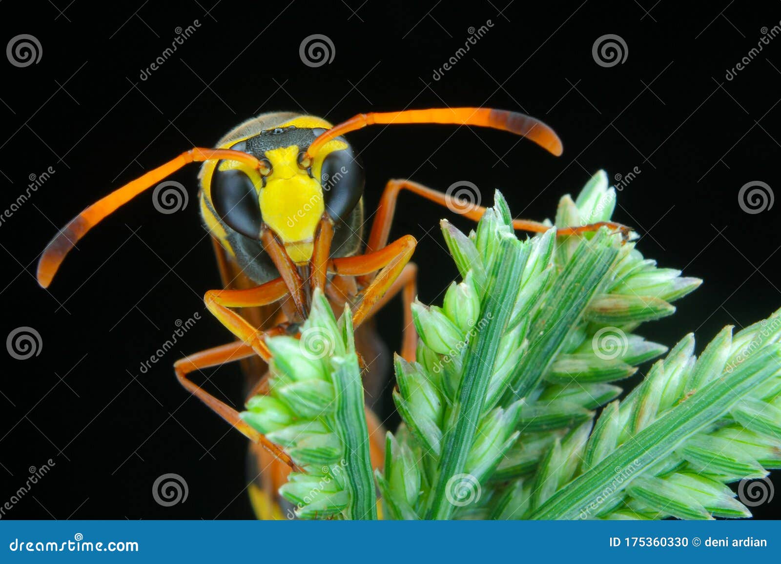 Yellow Wasp Stock Photos - Download 14,310 Royalty Free Photos