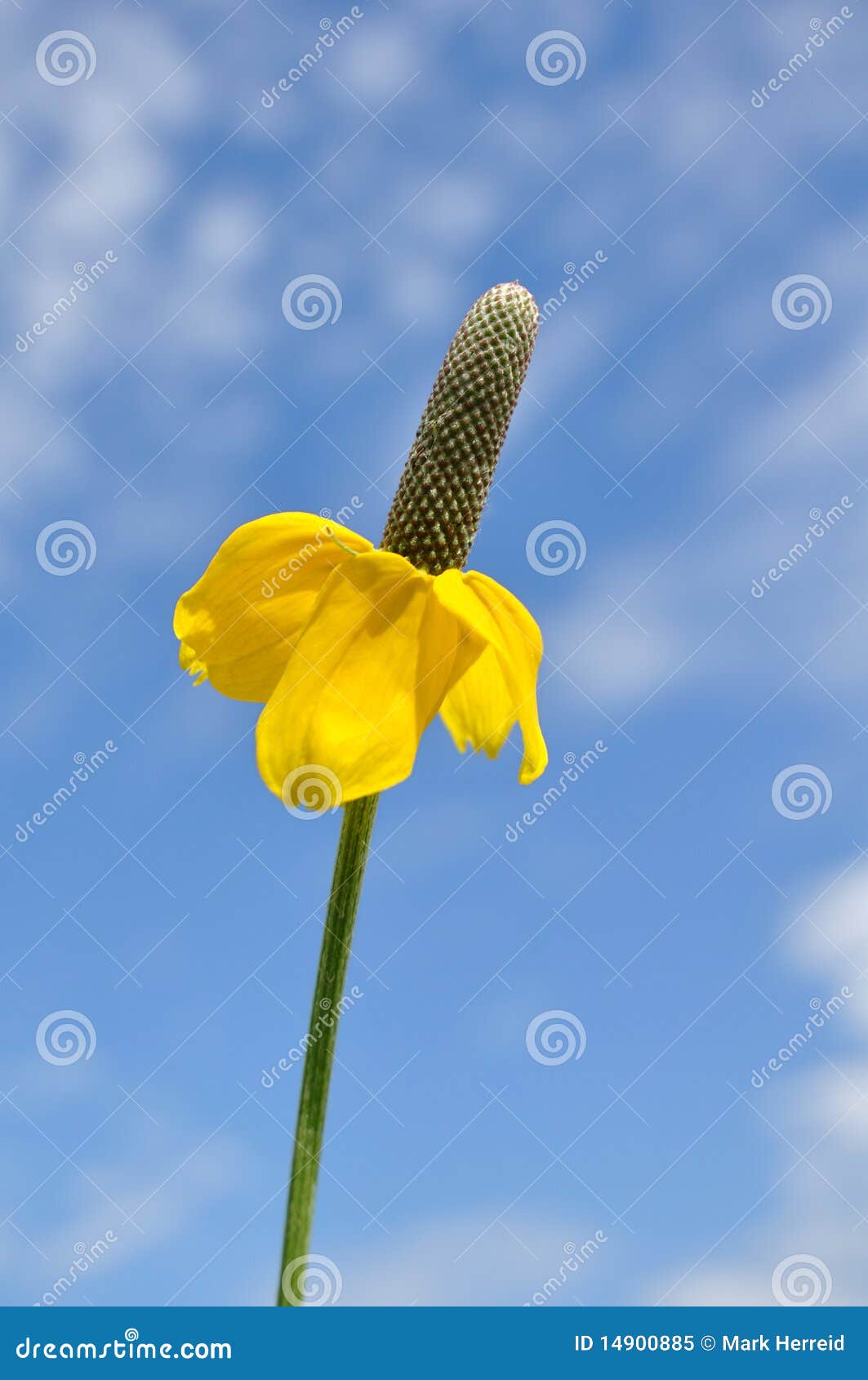 Yellow Prairie Coneflower (Mexican Hat) Stock Image - Image of green ...