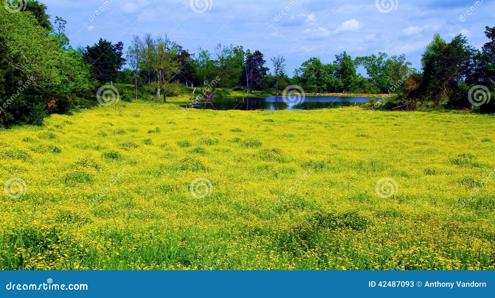 Yellow Prairie Sundrops stock image. Image of yellow - 42487093