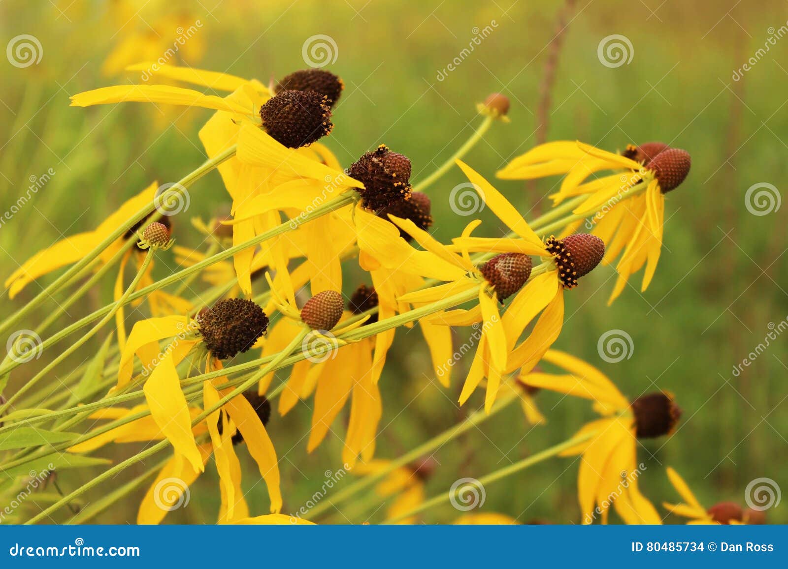 Yellow prairie wildflowers stock photo. Image of fragrant - 80485734