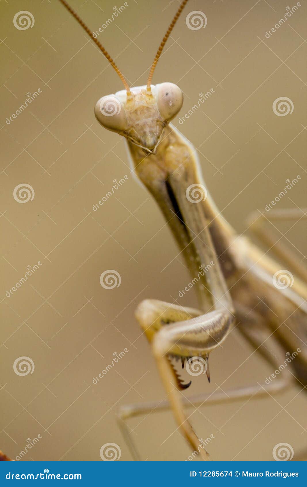 Yellow praying mantis stock photo. Image of close, macro - 12285674
