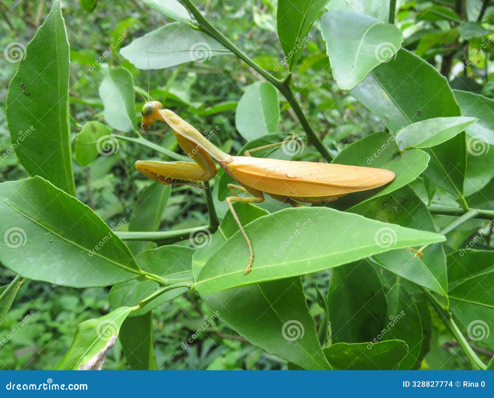 A Yellow Praying Mantis on a Green Leaf. Stock Photo - Image of small ...