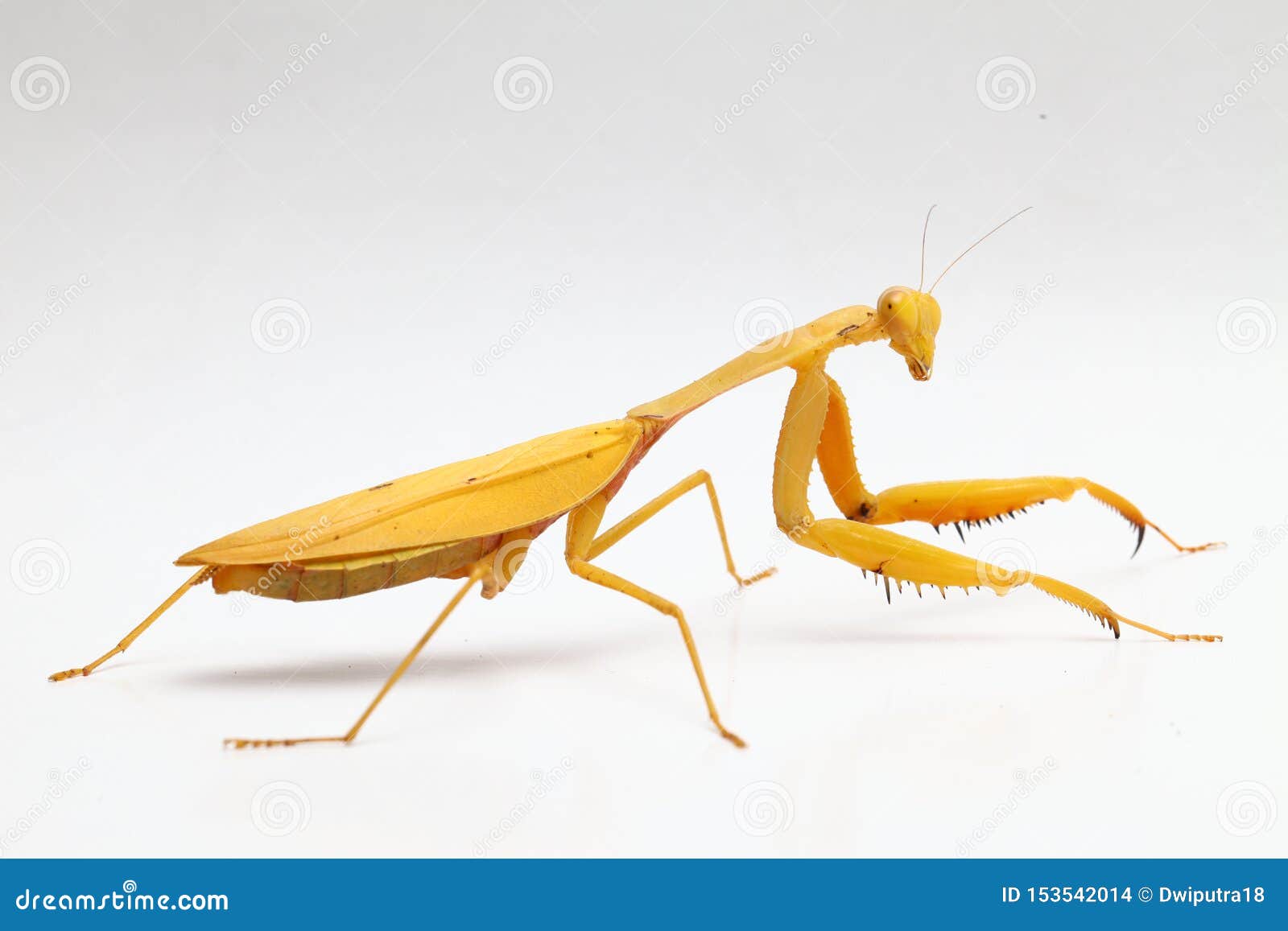 Yellow Praying Mantis on White Background Stock Photo - Image of leaves ...