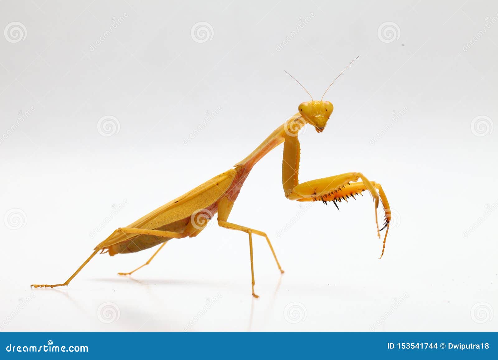 Yellow Praying Mantis on White Background Stock Photo - Image of eating ...