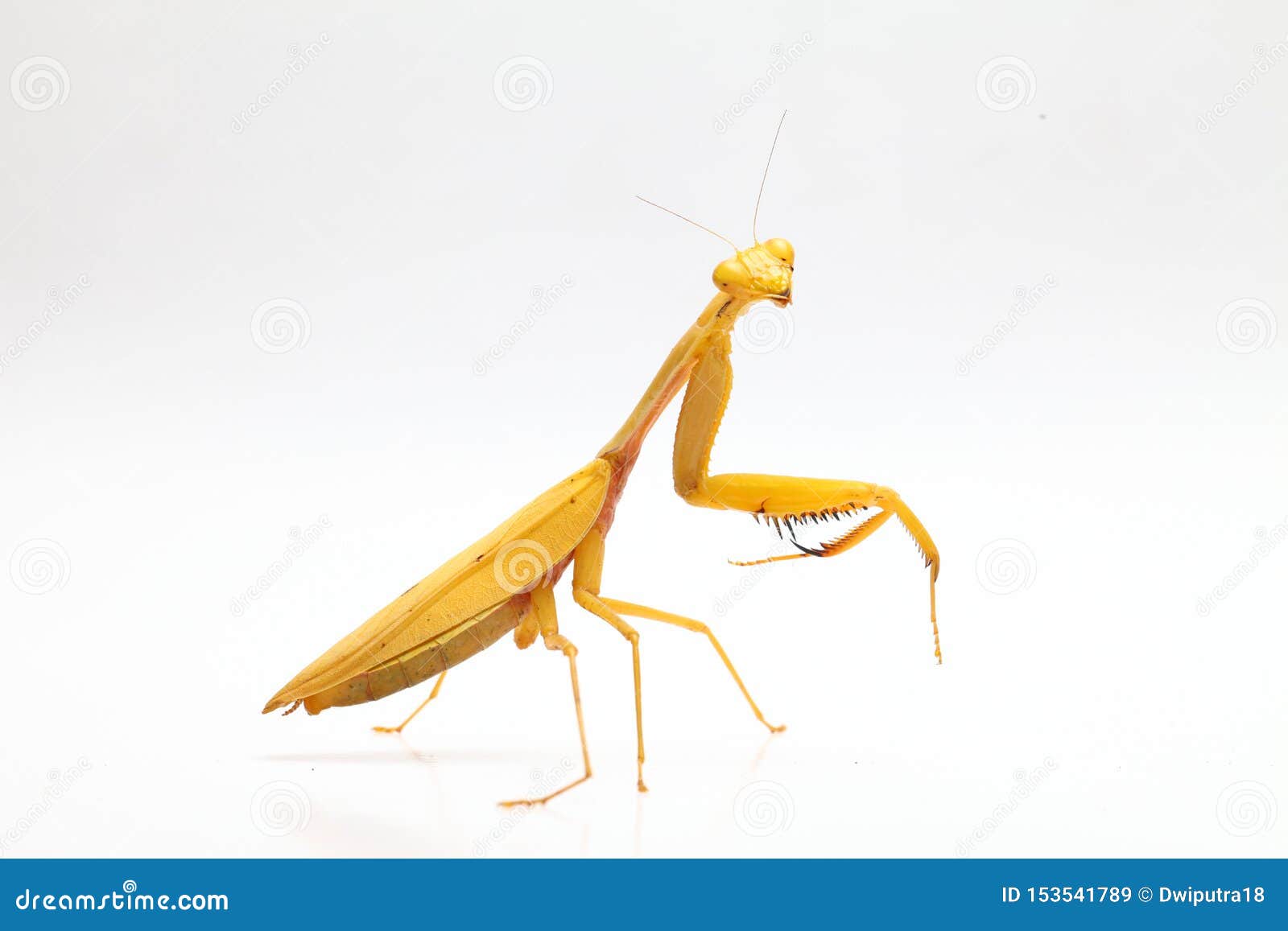 Yellow Praying Mantis on White Background Stock Image - Image of insect ...