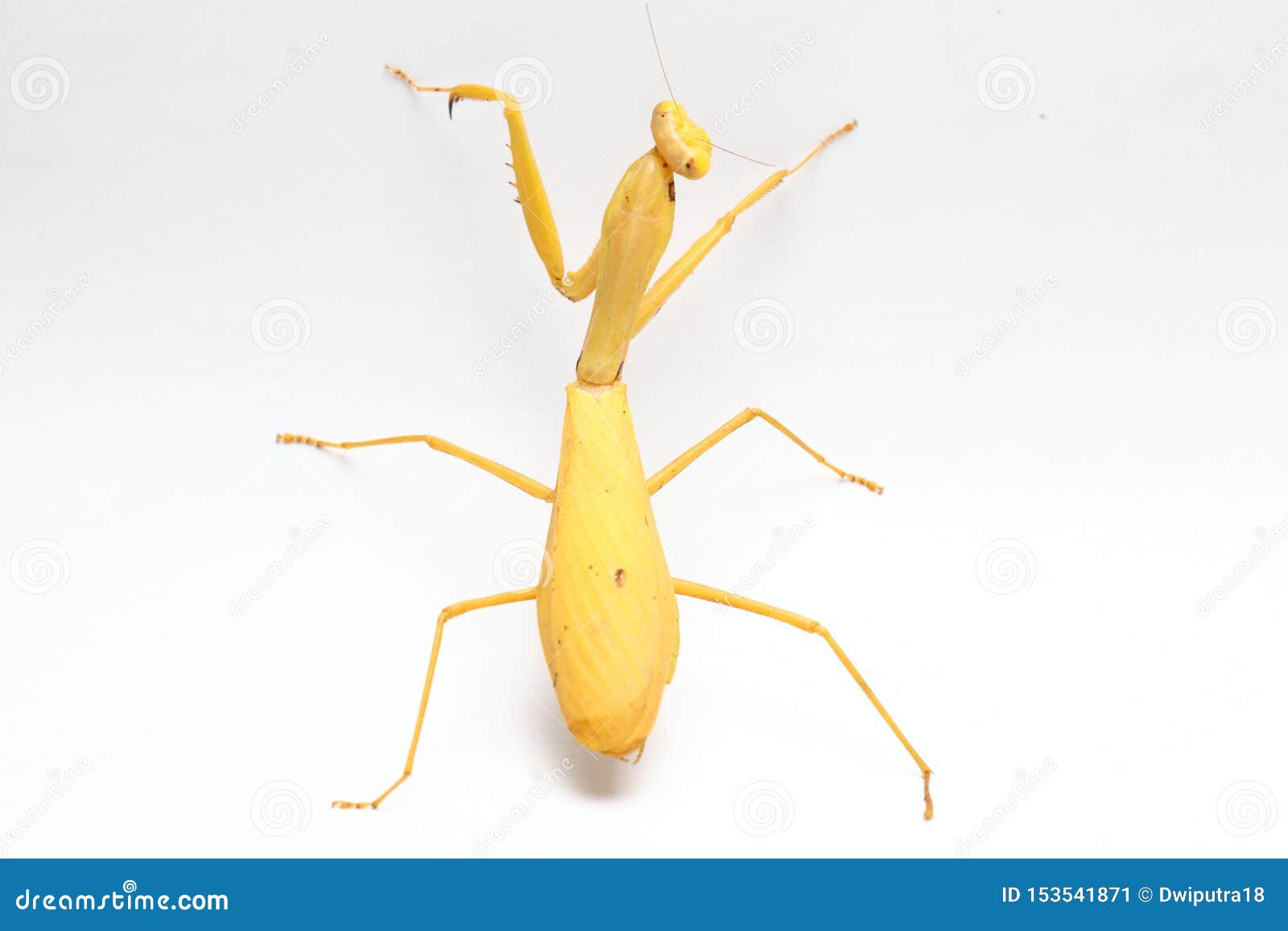 Yellow Praying Mantis on White Background Stock Image - Image of blade ...