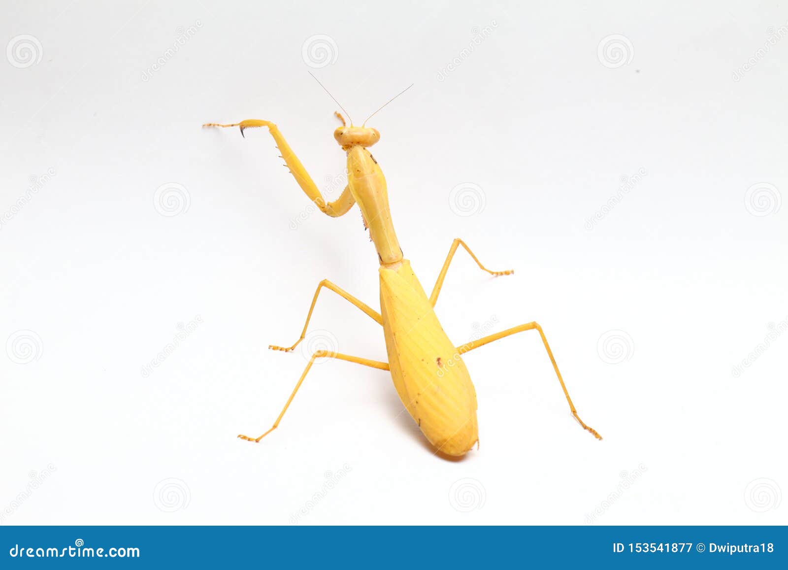 Yellow Praying Mantis On White Background Stock Image - Image of fauna ...