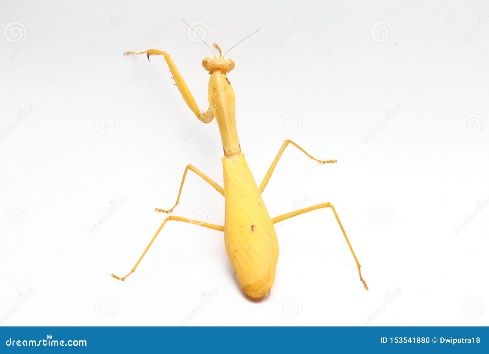 Yellow Praying Mantis on White Background Stock Photo - Image of fauna ...