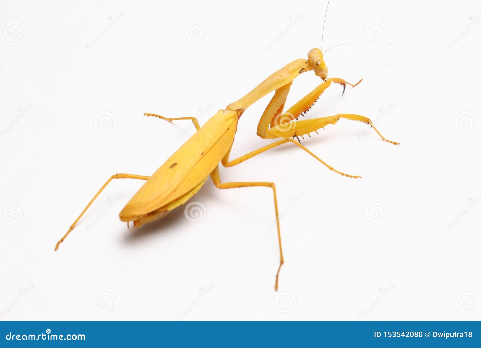 Yellow Praying Mantis on White Background Stock Photo - Image of flora ...