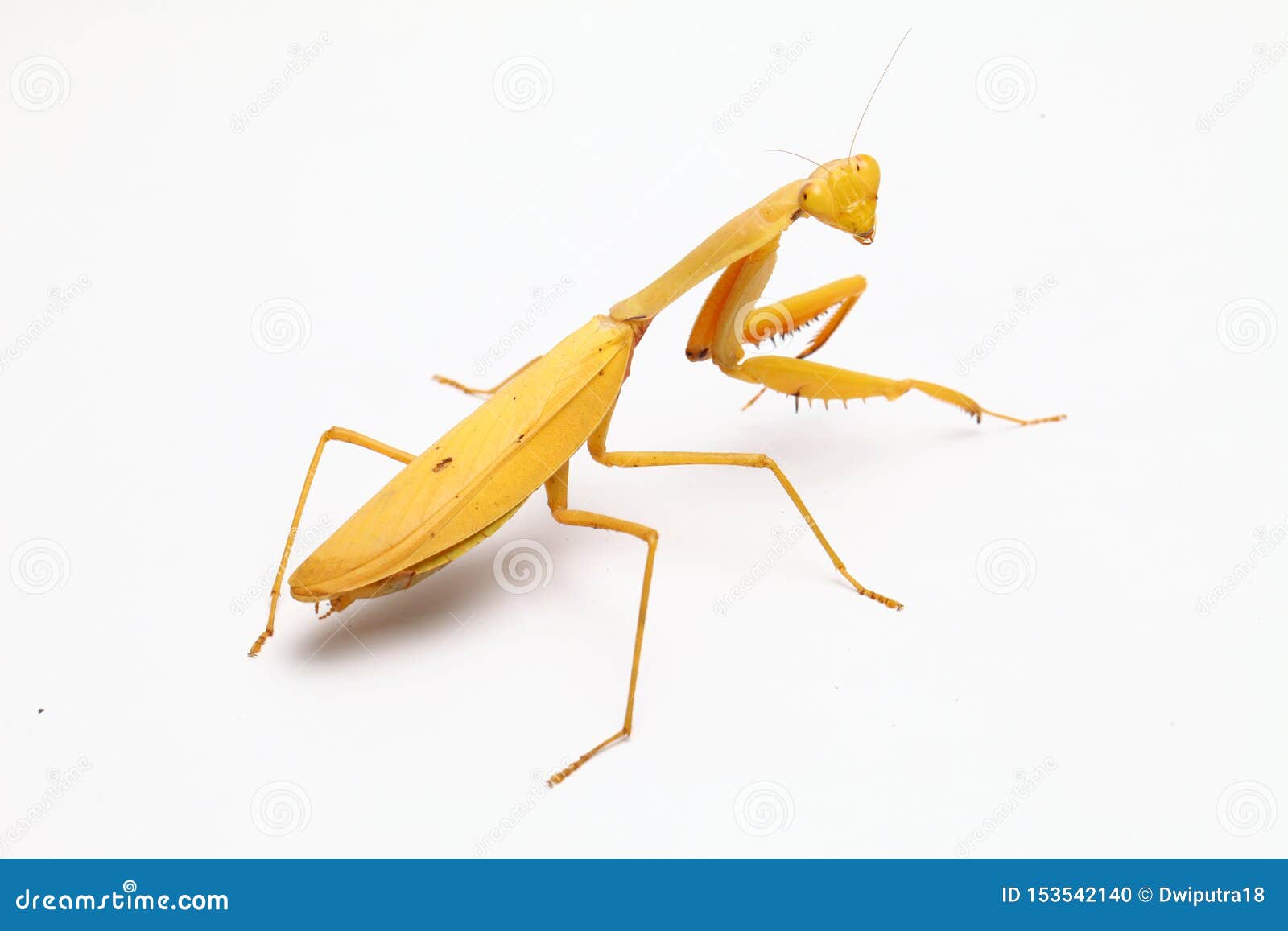 Yellow Praying Mantis on White Background Stock Photo - Image of fauna ...