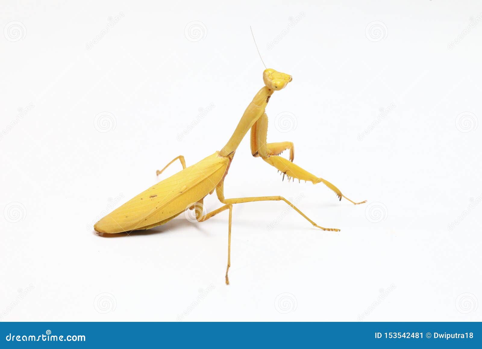 Yellow Praying Mantis on White Background Stock Image - Image of ...