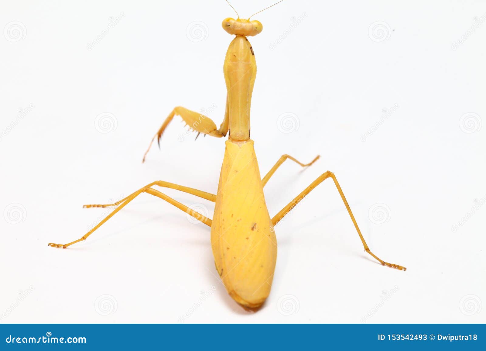 Yellow Praying Mantis on White Background Stock Image - Image of ...