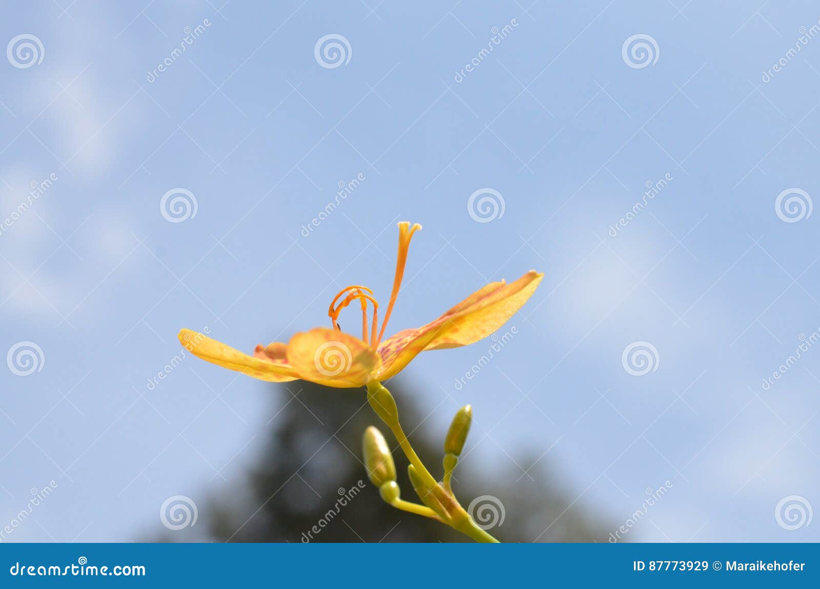 Yellow Pride of Barbados Flower Blossoms Stock Image - Image of blossom ...