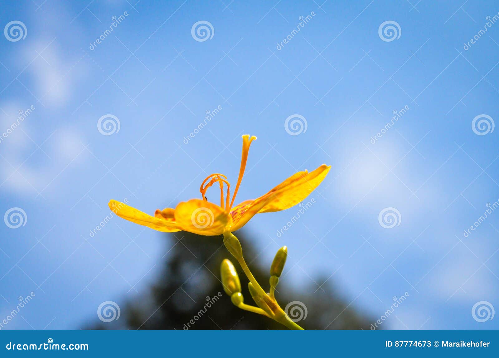 Yellow Pride of Barbados Flower Blossoms Stock Image - Image of blossom ...