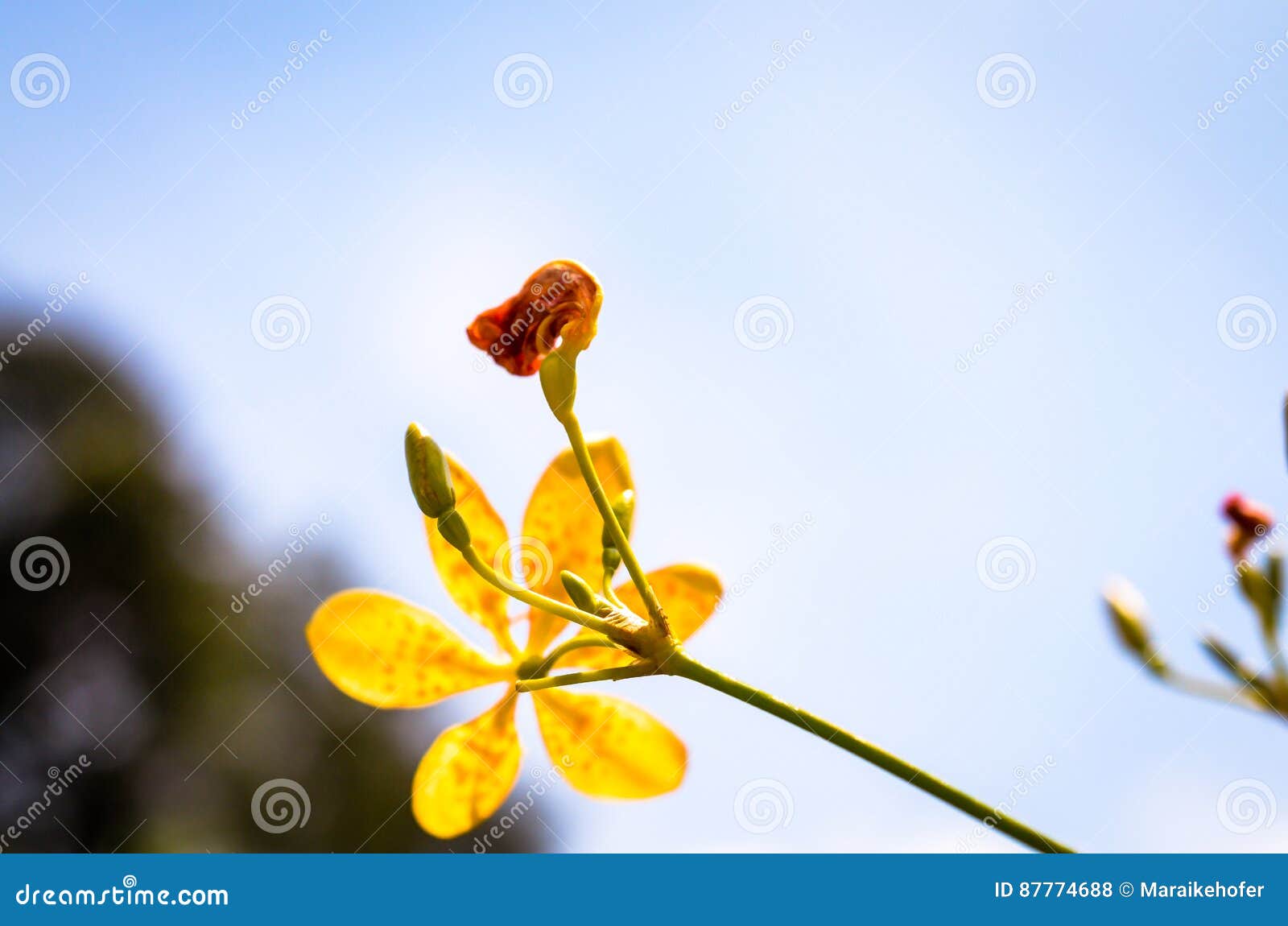 Yellow Pride of Barbados Flower Blossoms Stock Photo - Image of ...