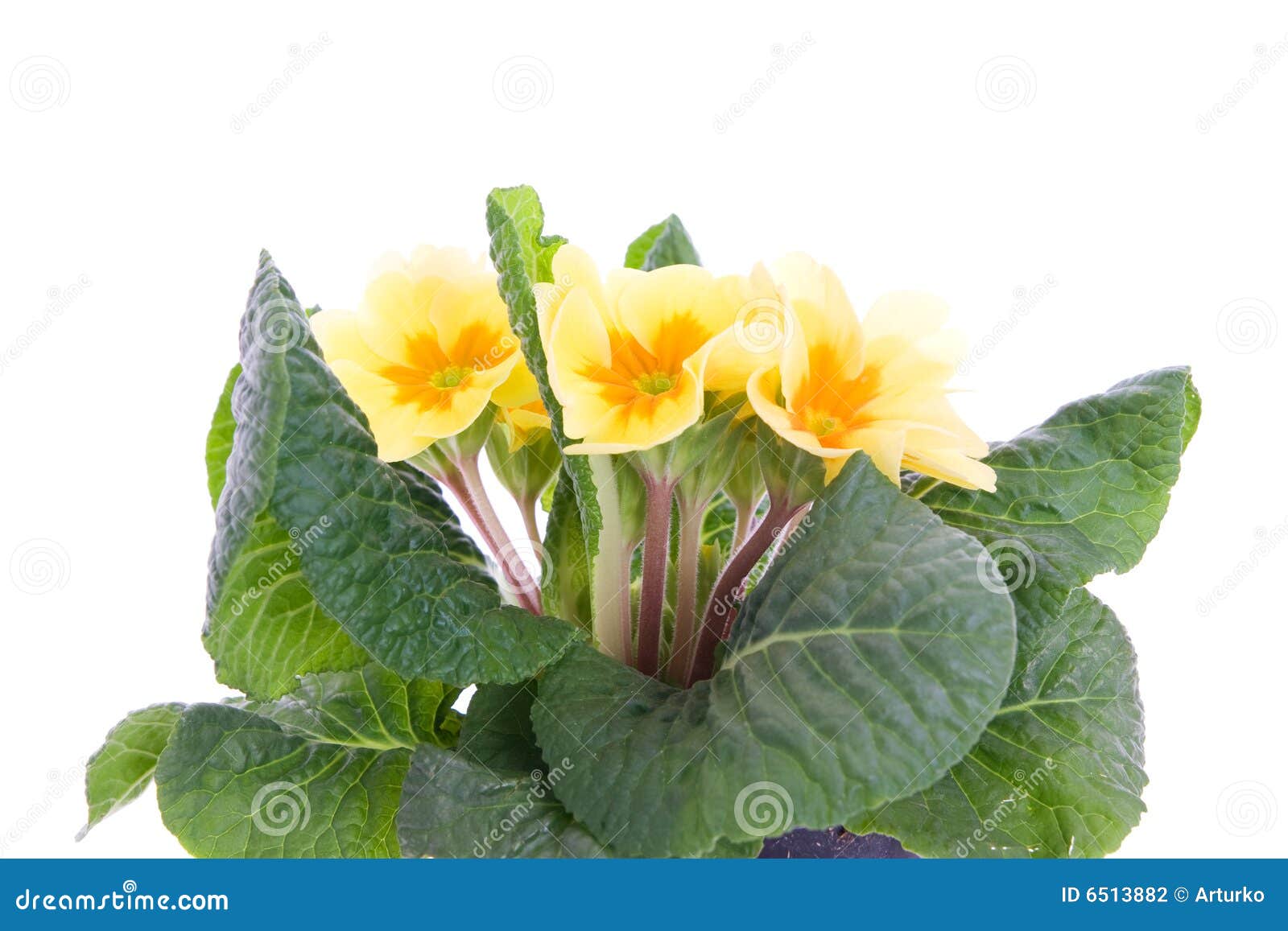 Yellow primrose stock photo. Image of spring, primula - 6513882