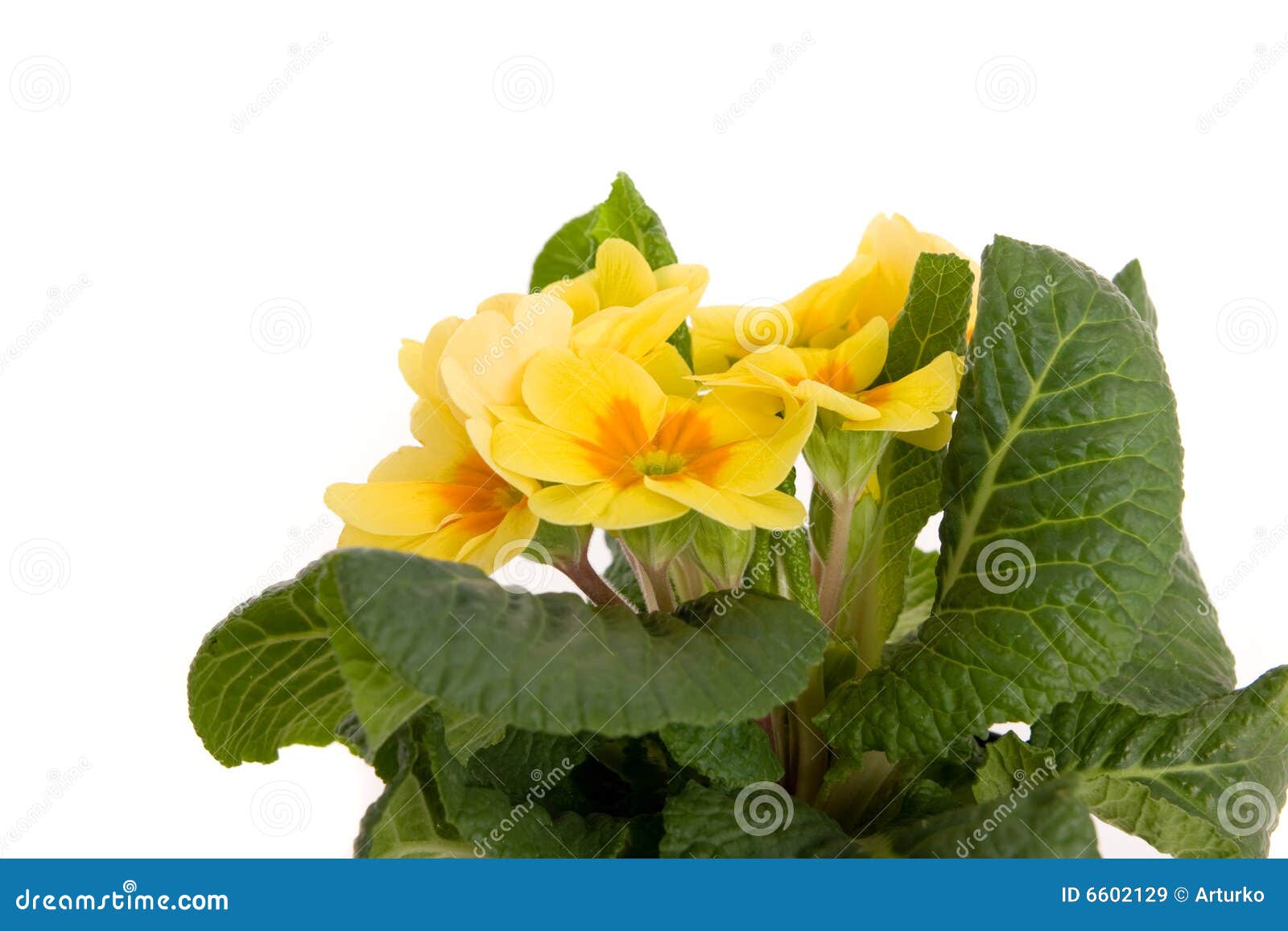 Yellow primrose stock image. Image of florist, bloom, plant - 6602129