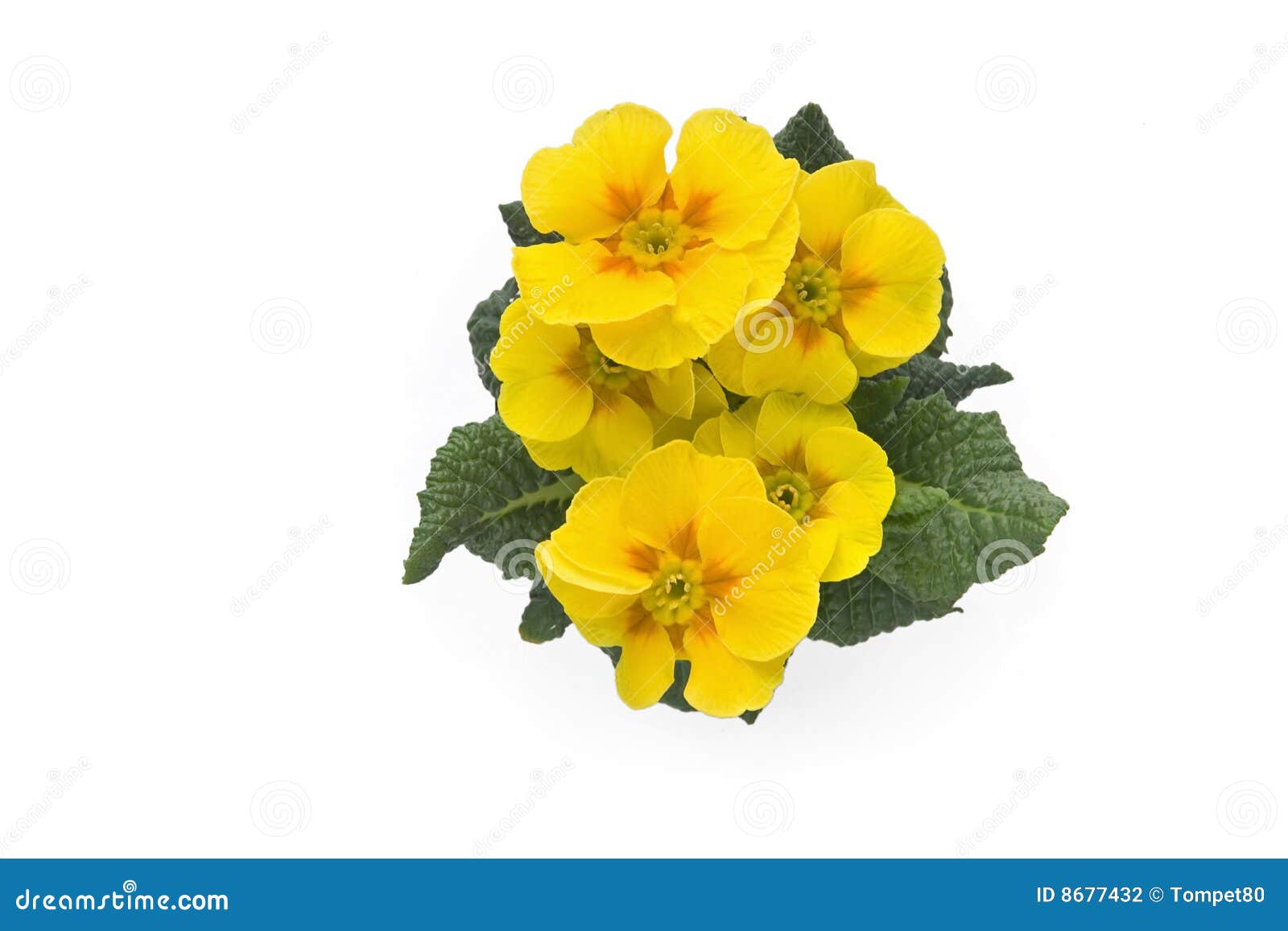 Yellow primrose stock photo. Image of botany, beginnings - 8677432