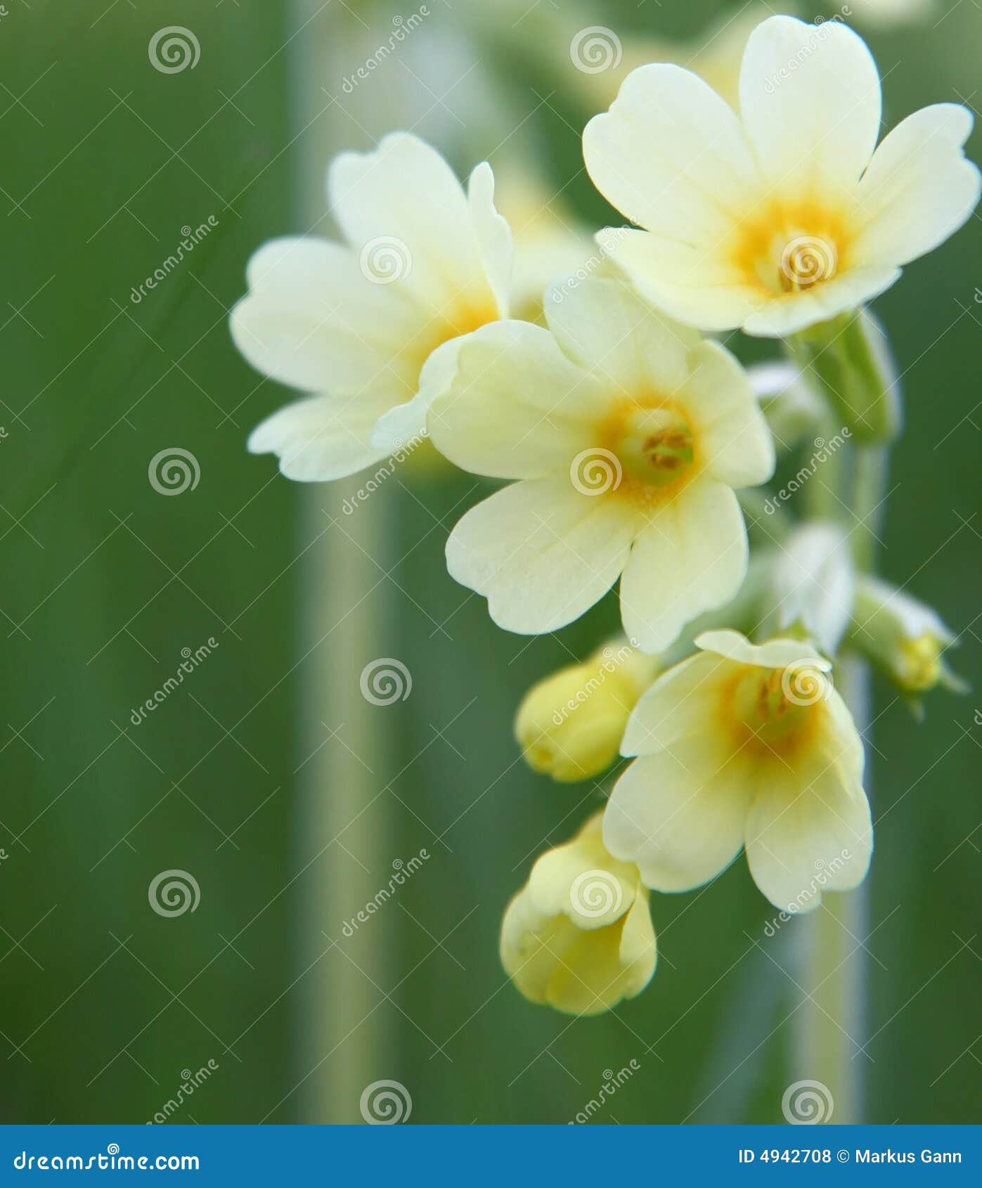 22,244 Primrose Background Stock Photos - Free & Royalty-Free Stock ...