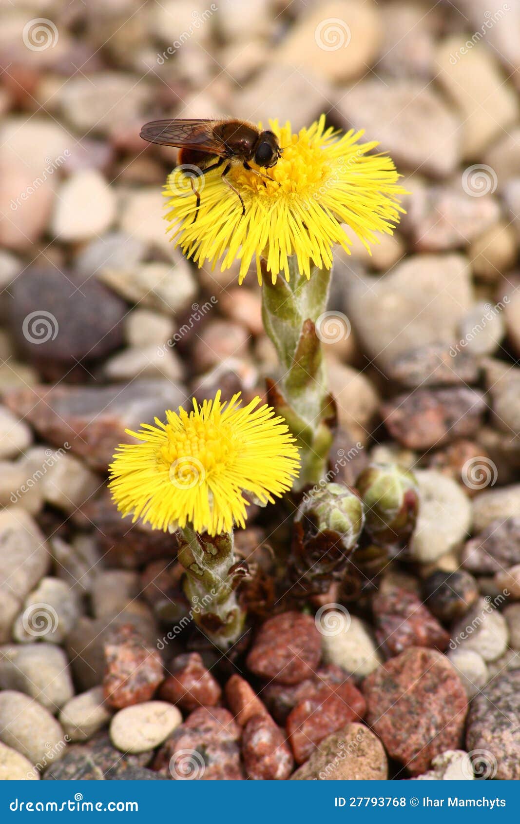 Yellow primrose and bee. stock photo. Image of sits, buds - 27793768