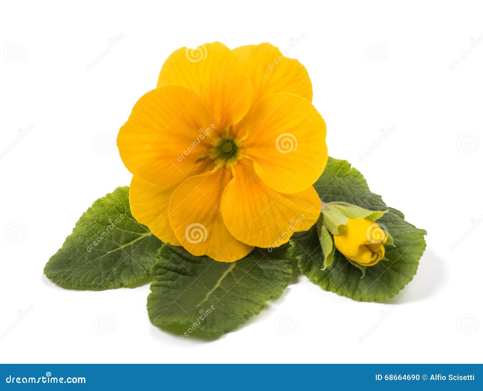 Yellow primrose stock photo. Image of leaves, primroses - 68664690