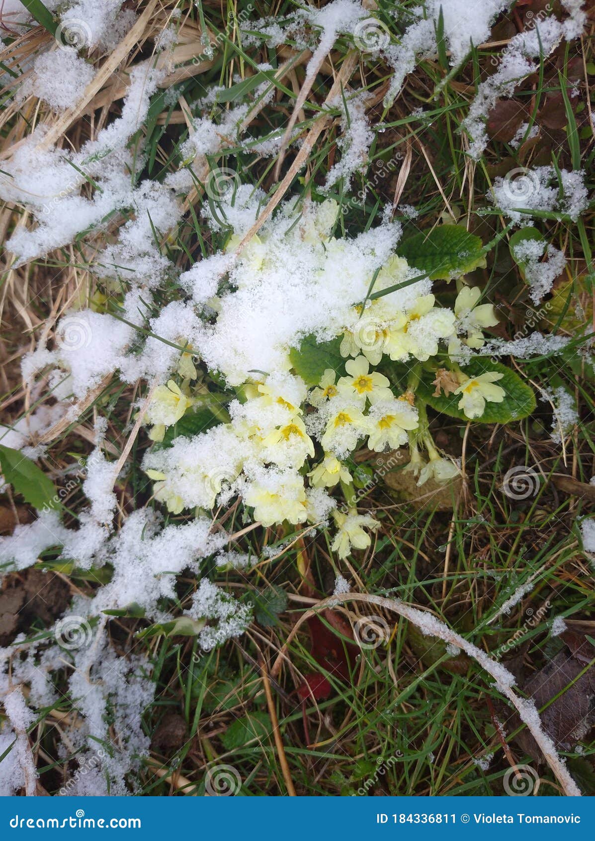 Yellow Primrose in Early Snow Stock Image - Image of garden, shrub ...