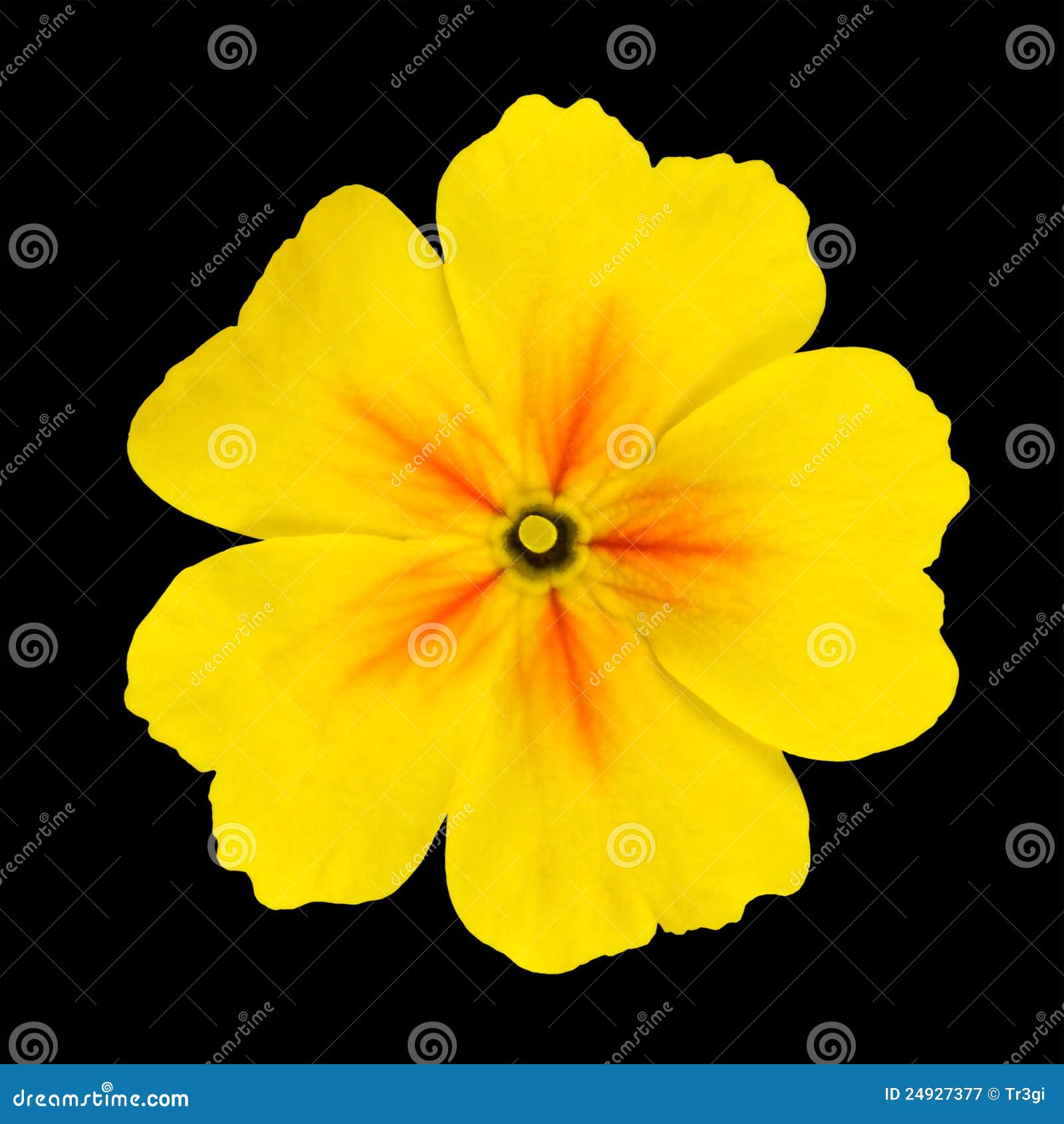 Yellow Primrose Flower Isolated on Black Stock Image - Image of blossom ...