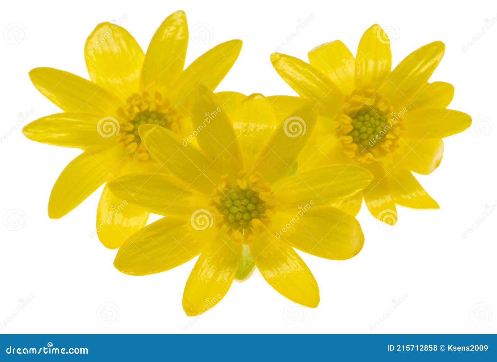 Yellow Primrose Flower Isolated Stock Photo - Image of bloom, remedies ...