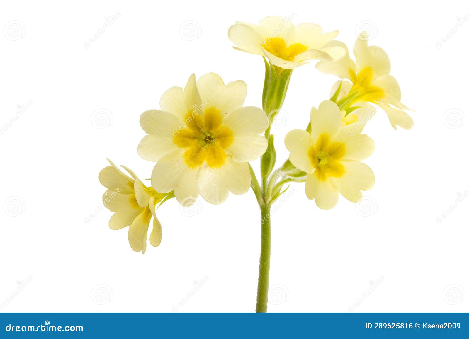 Yellow Primrose Flower Isolated Stock Photo - Image of green, floral ...