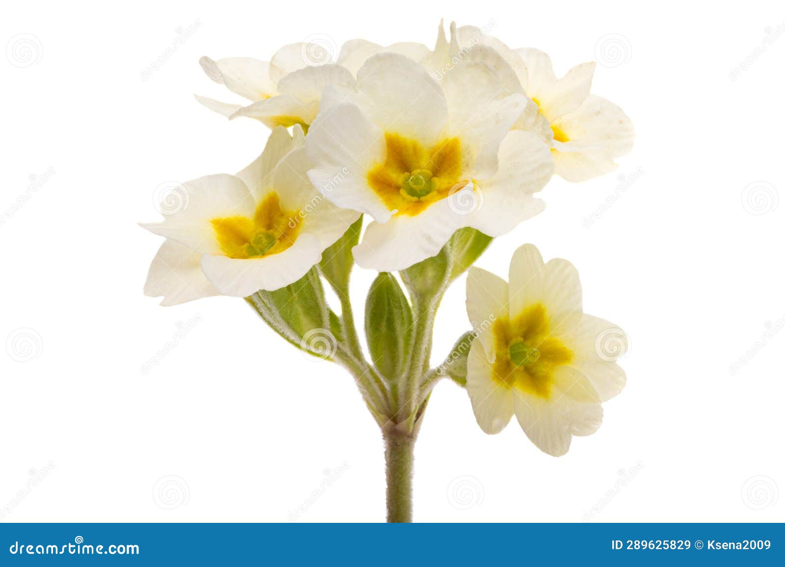 Yellow Primrose Flower Isolated Stock Image - Image of green, season ...