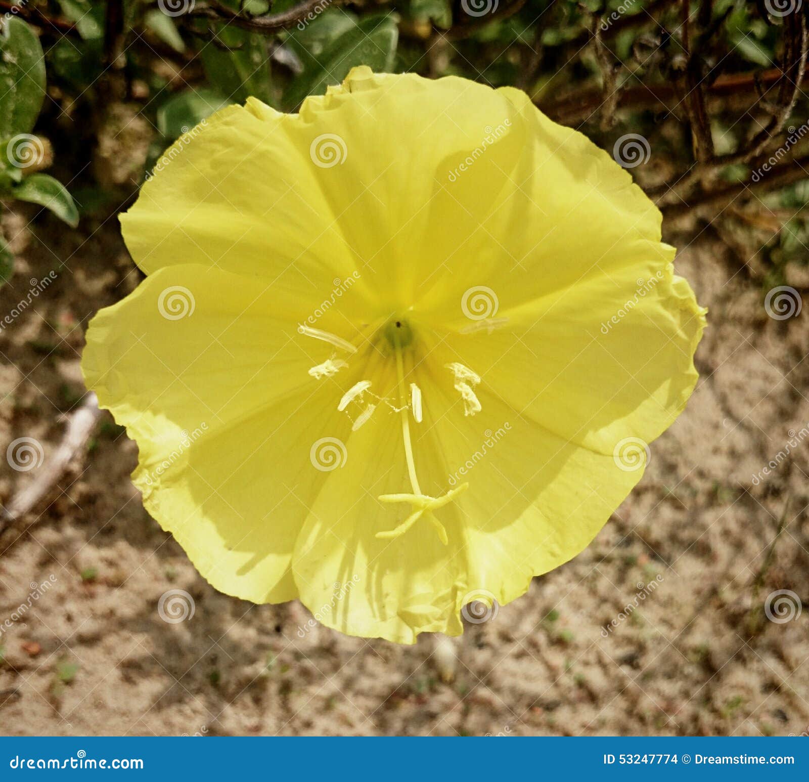 Yellow Primrose Gulf Coast stock photo. Image of coast - 53247774