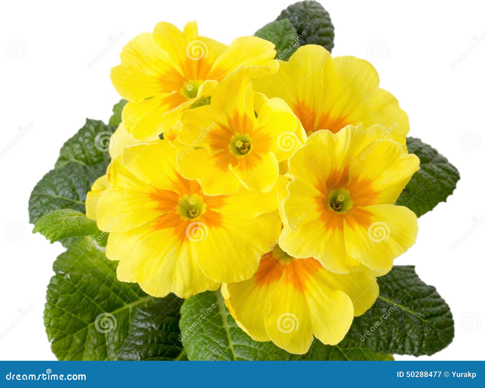 3,375 Yellow Primrose Isolated White Stock Photos - Free & Royalty-Free ...