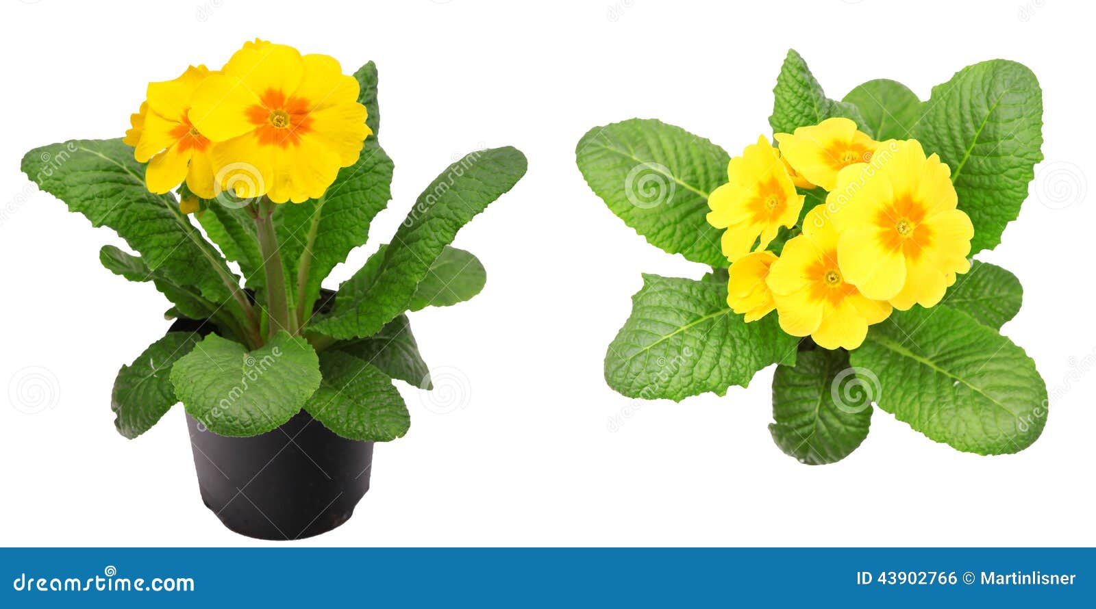 Yellow Primrose Isolated on White Stock Photo - Image of bright ...
